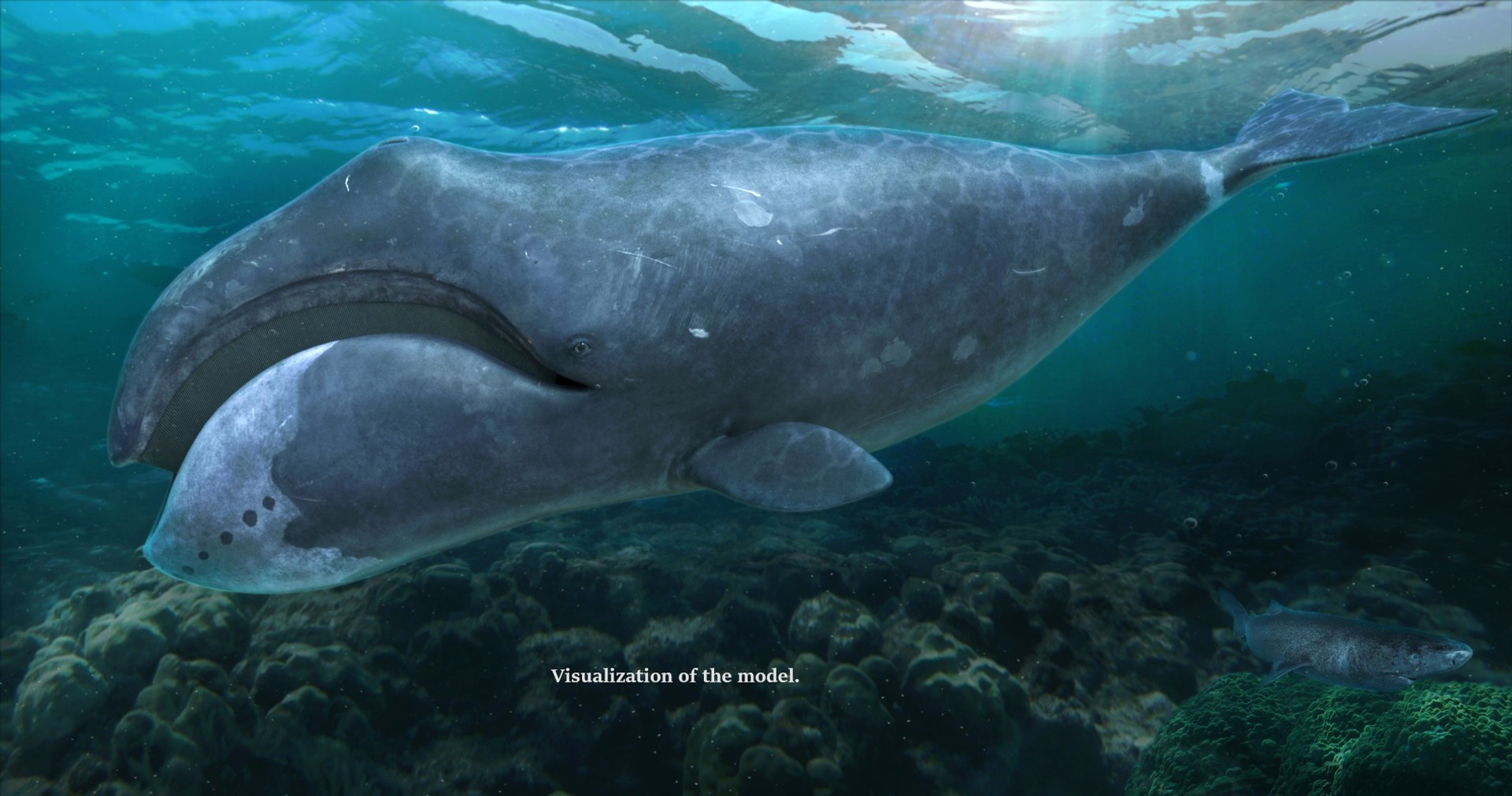 Bowhead Whale 3D Model - TurboSquid 1515018