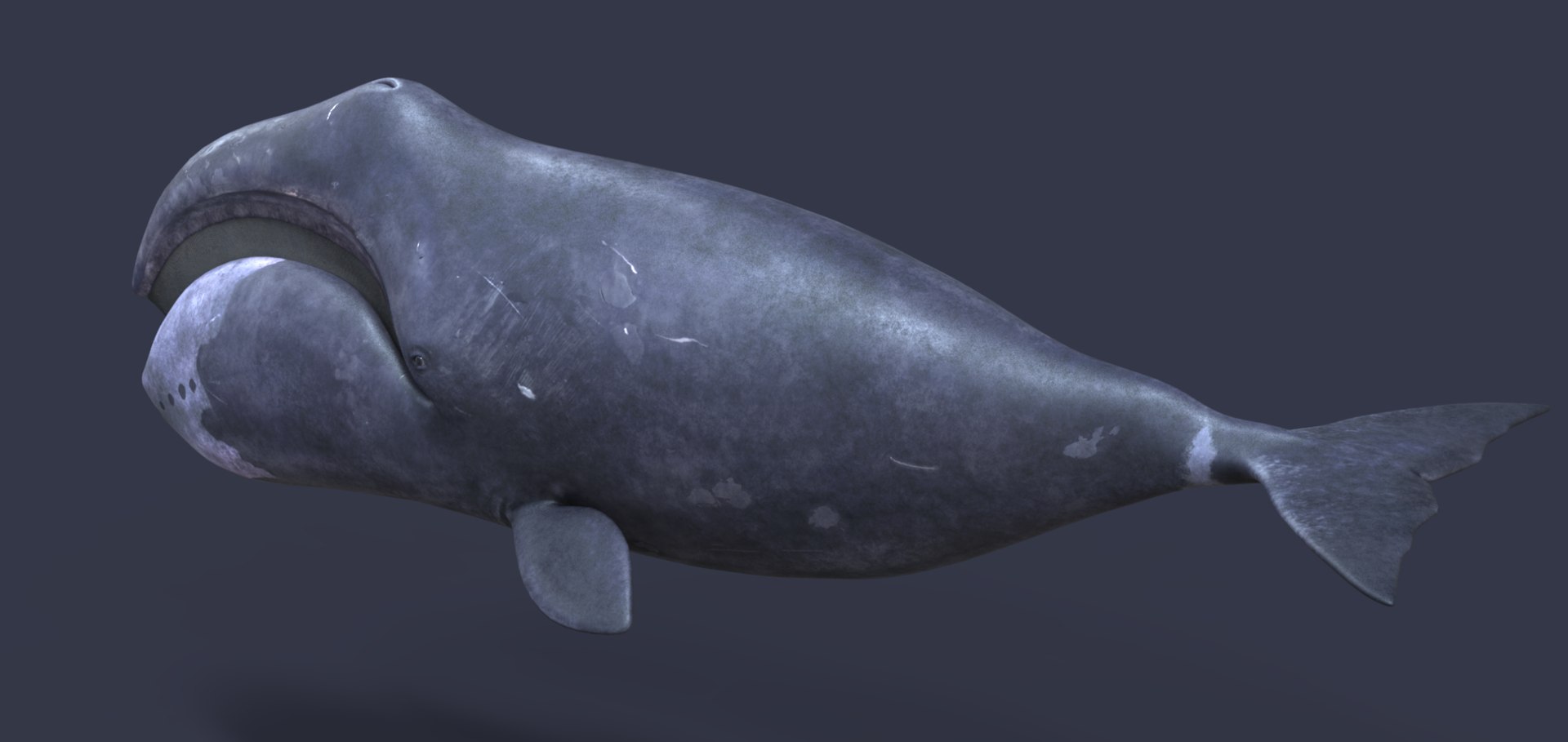 Bowhead Whale 3D Model - TurboSquid 1515018