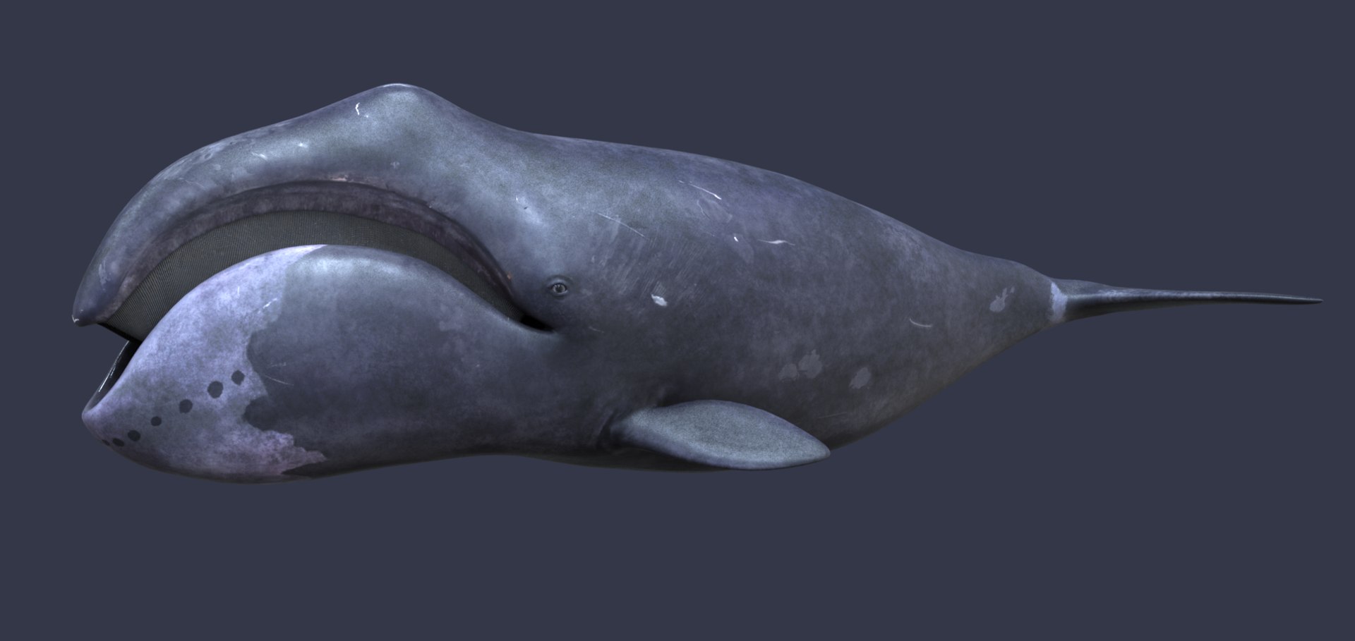 Bowhead Whale 3D Model - TurboSquid 1515018