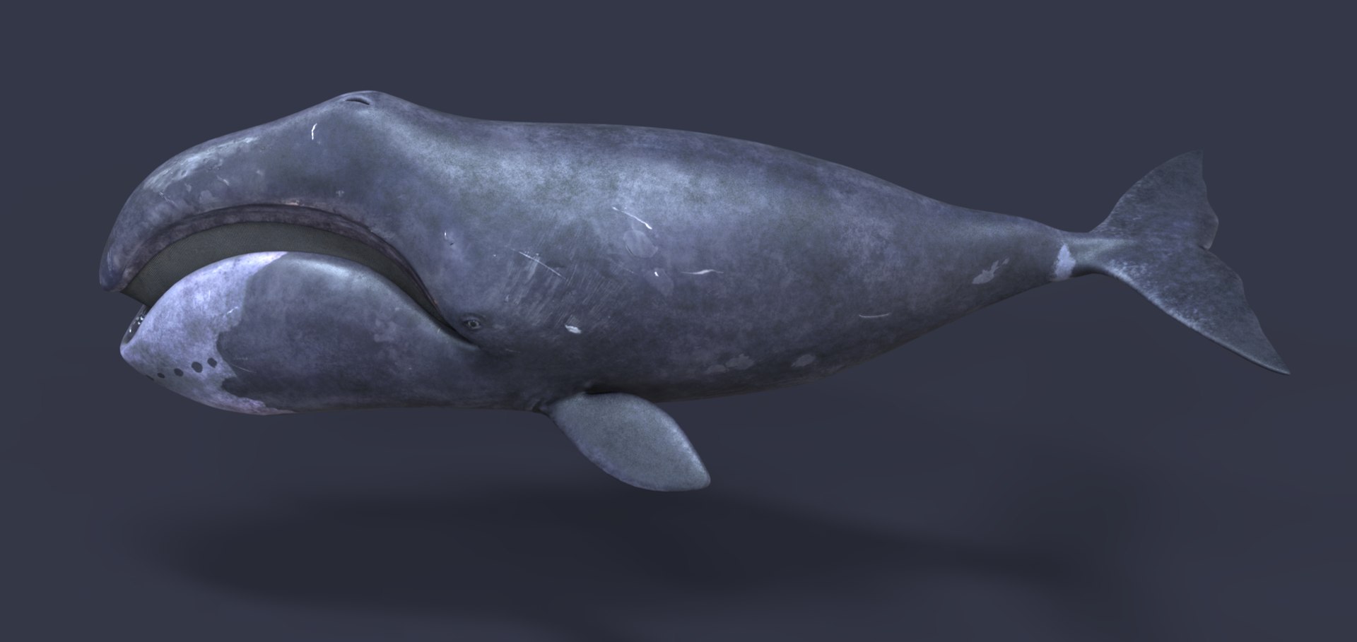 Bowhead Whale 3D Model - TurboSquid 1515018
