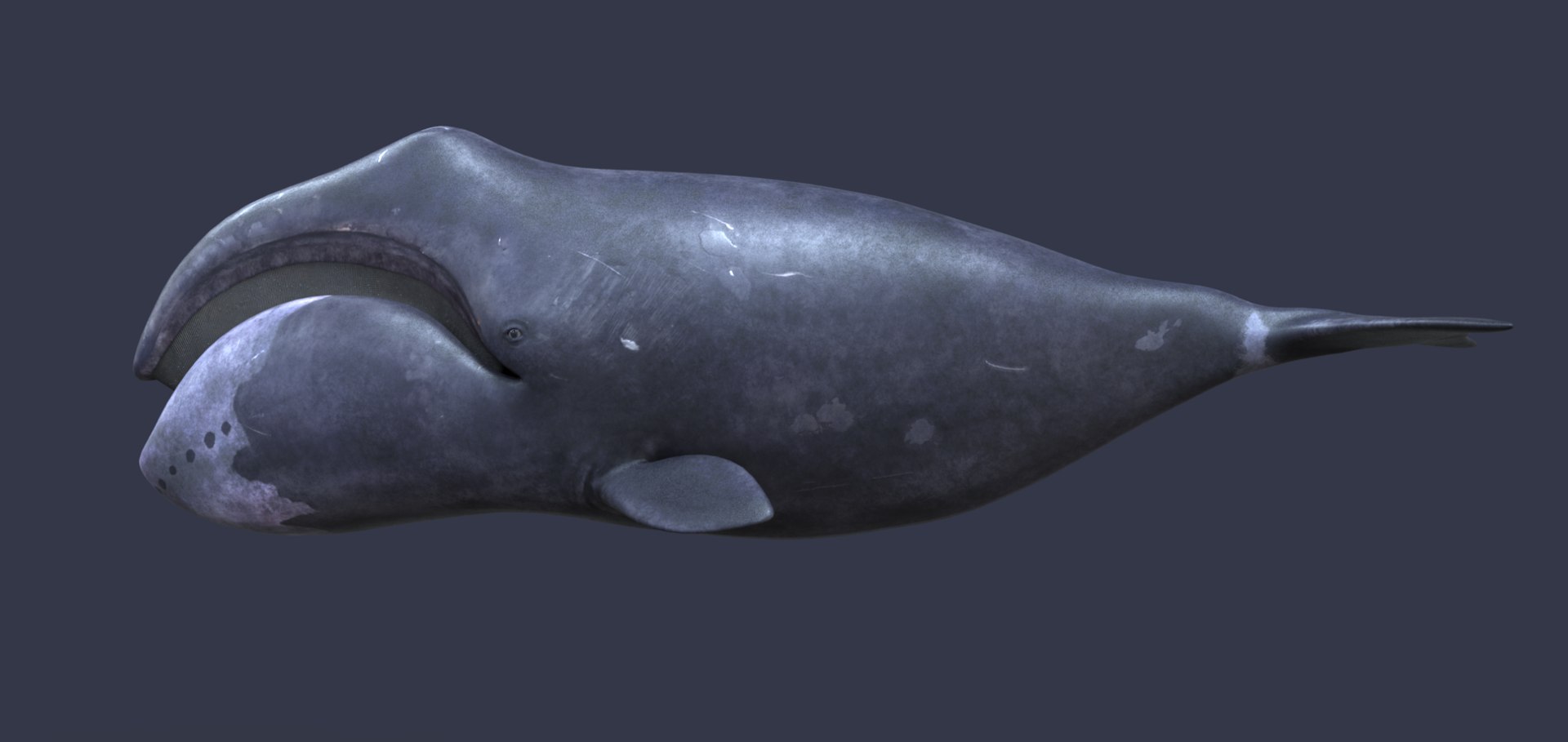 Bowhead Whale 3D Model - TurboSquid 1515018