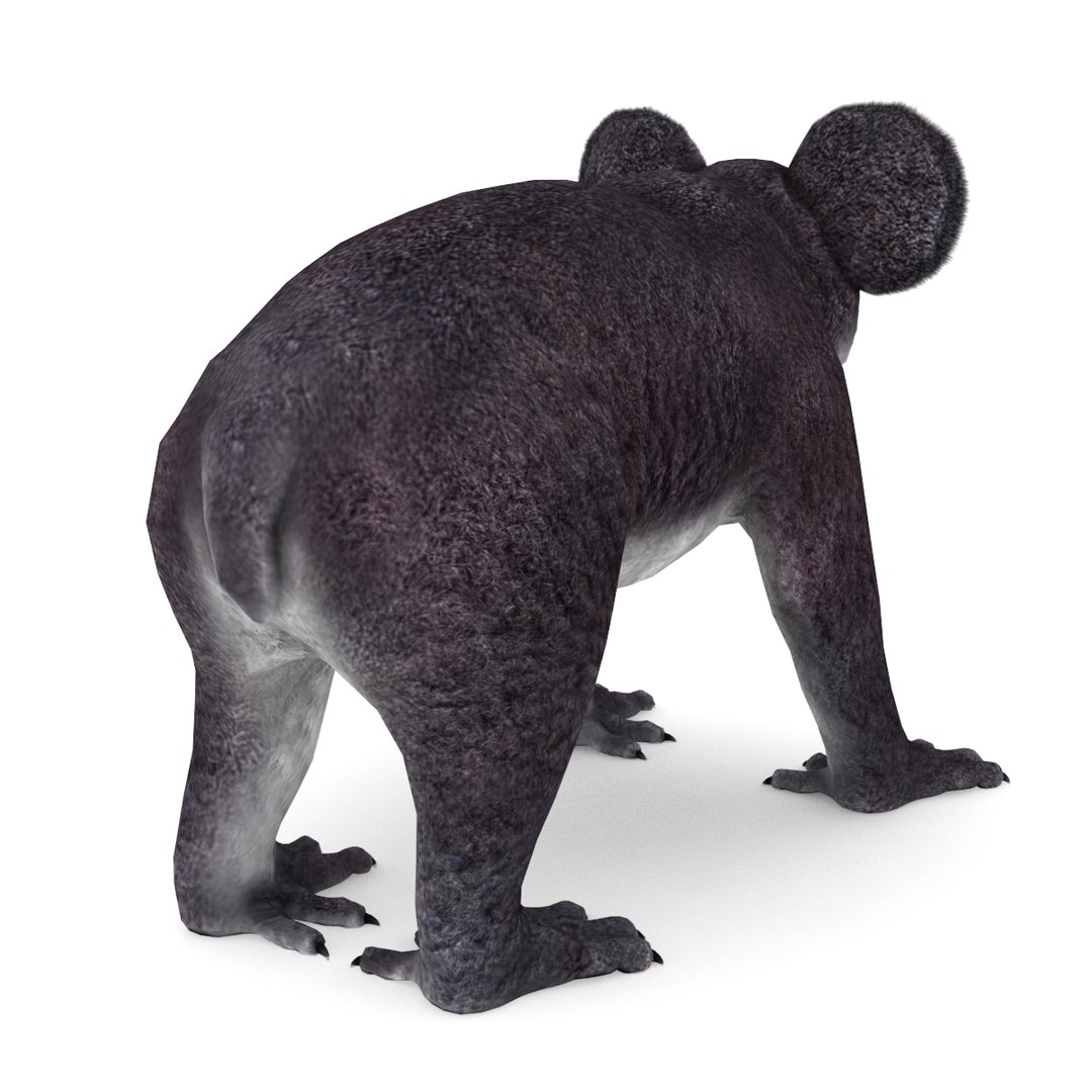 3D Koala - TurboSquid 1452359