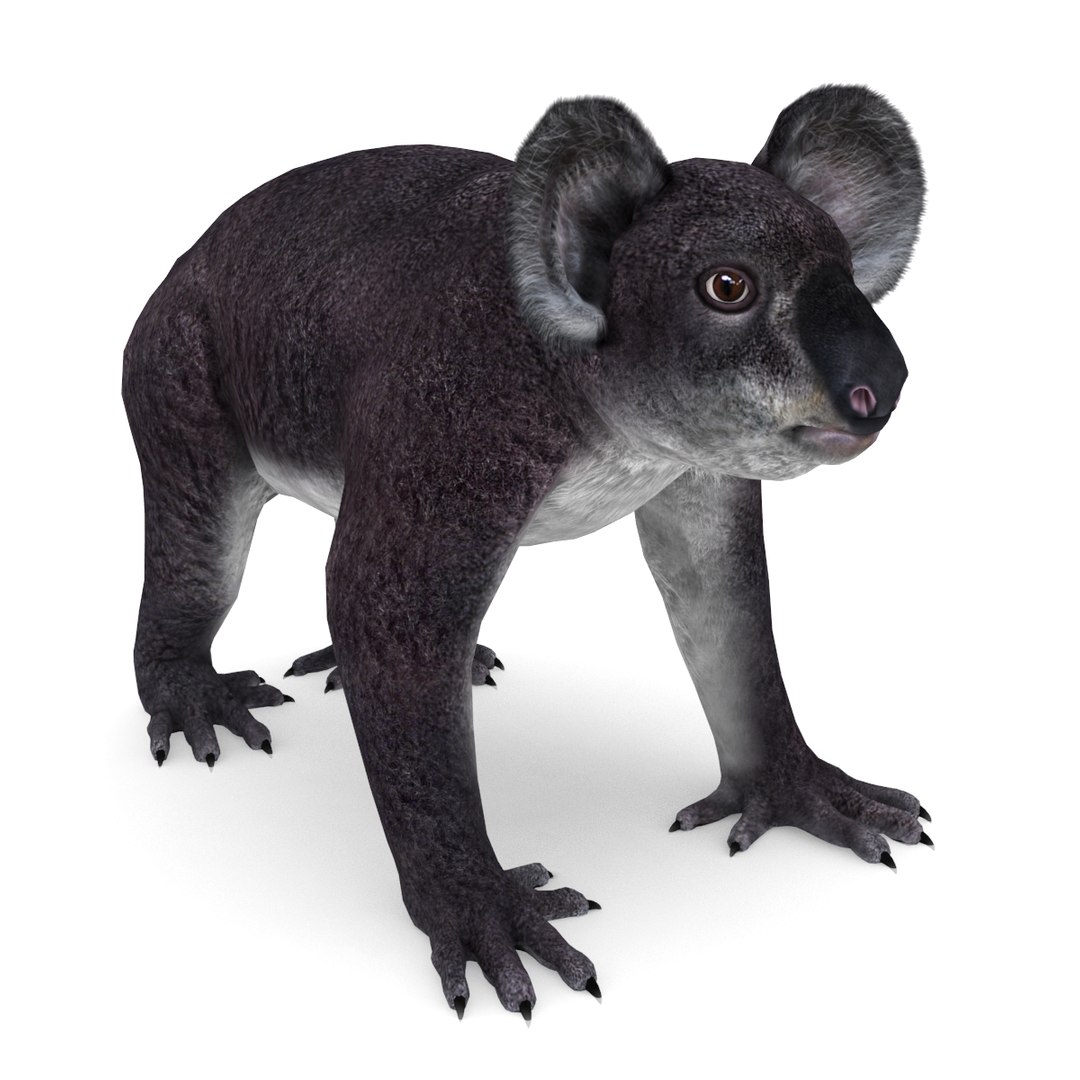 3D Koala - TurboSquid 1452359