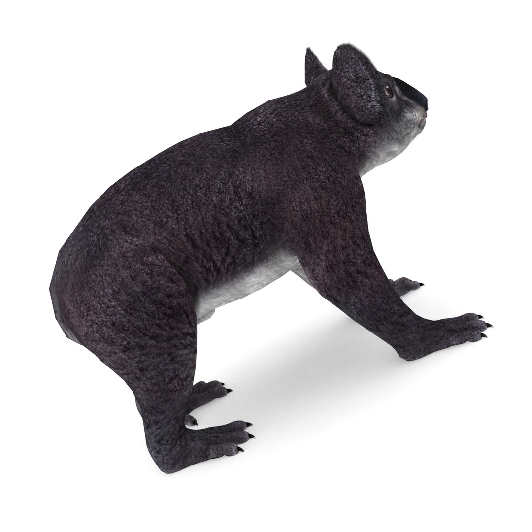 3D Koala - TurboSquid 1452359
