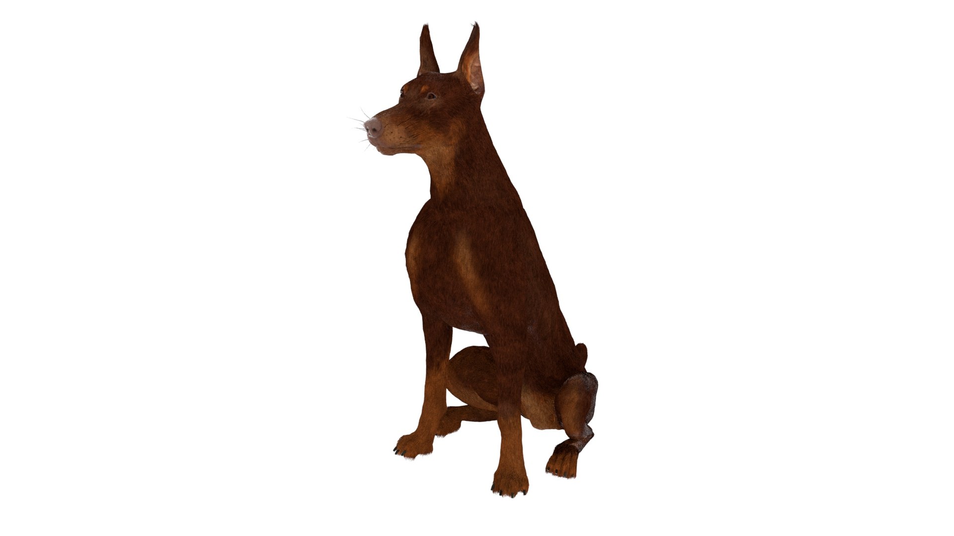 Doberman Dog Brown Sits Fur For Maya 3D Model - TurboSquid 2395928
