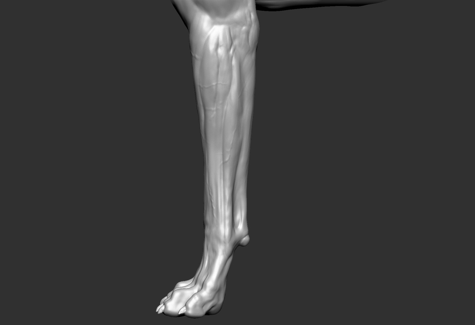 Wolf VFX MUSCLE SIMulation 3D - TurboSquid 1909037