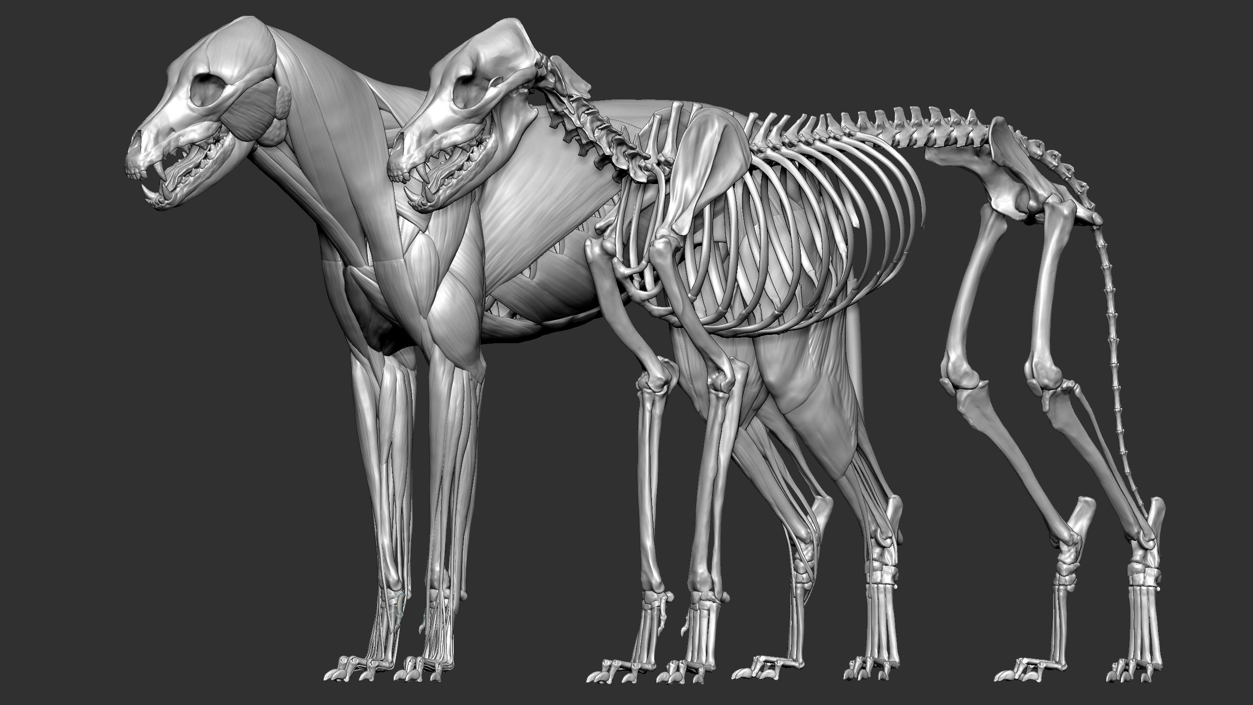 Wolf VFX MUSCLE SIMulation 3D - TurboSquid 1909037