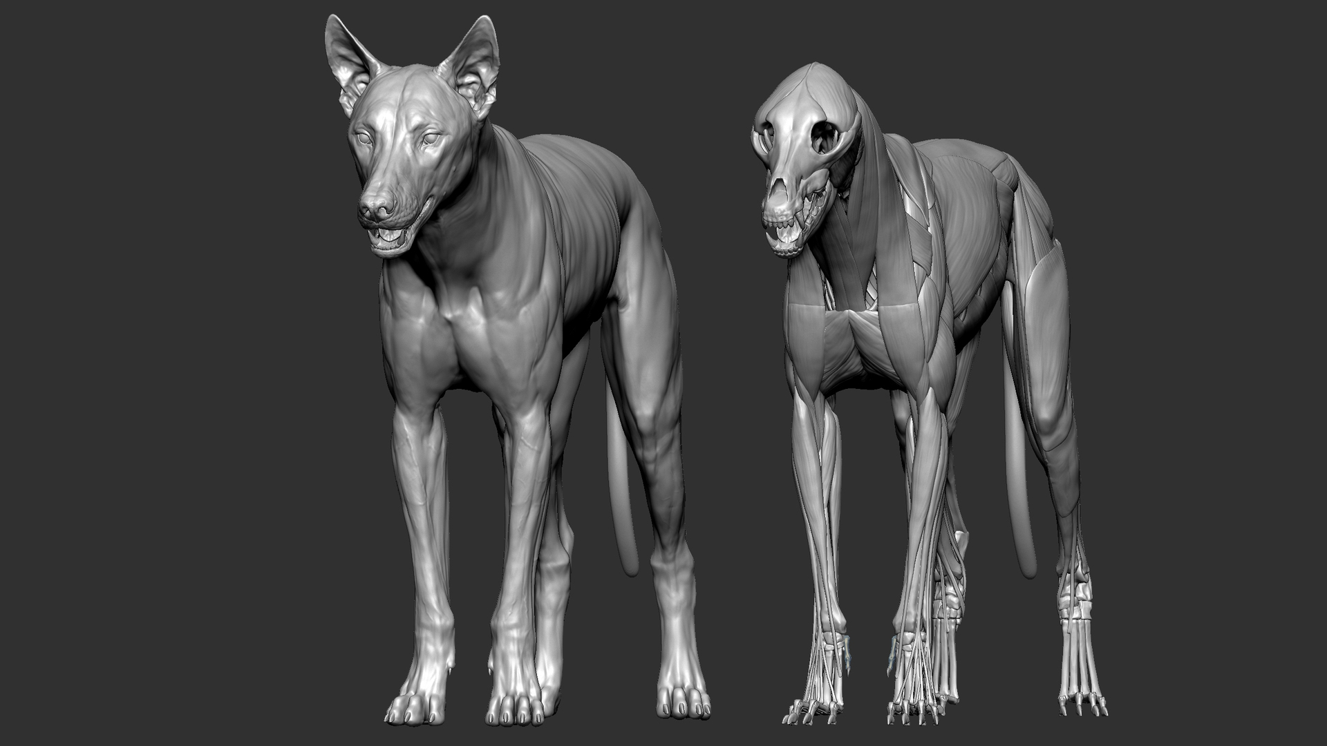 Wolf VFX MUSCLE SIMulation 3D - TurboSquid 1909037