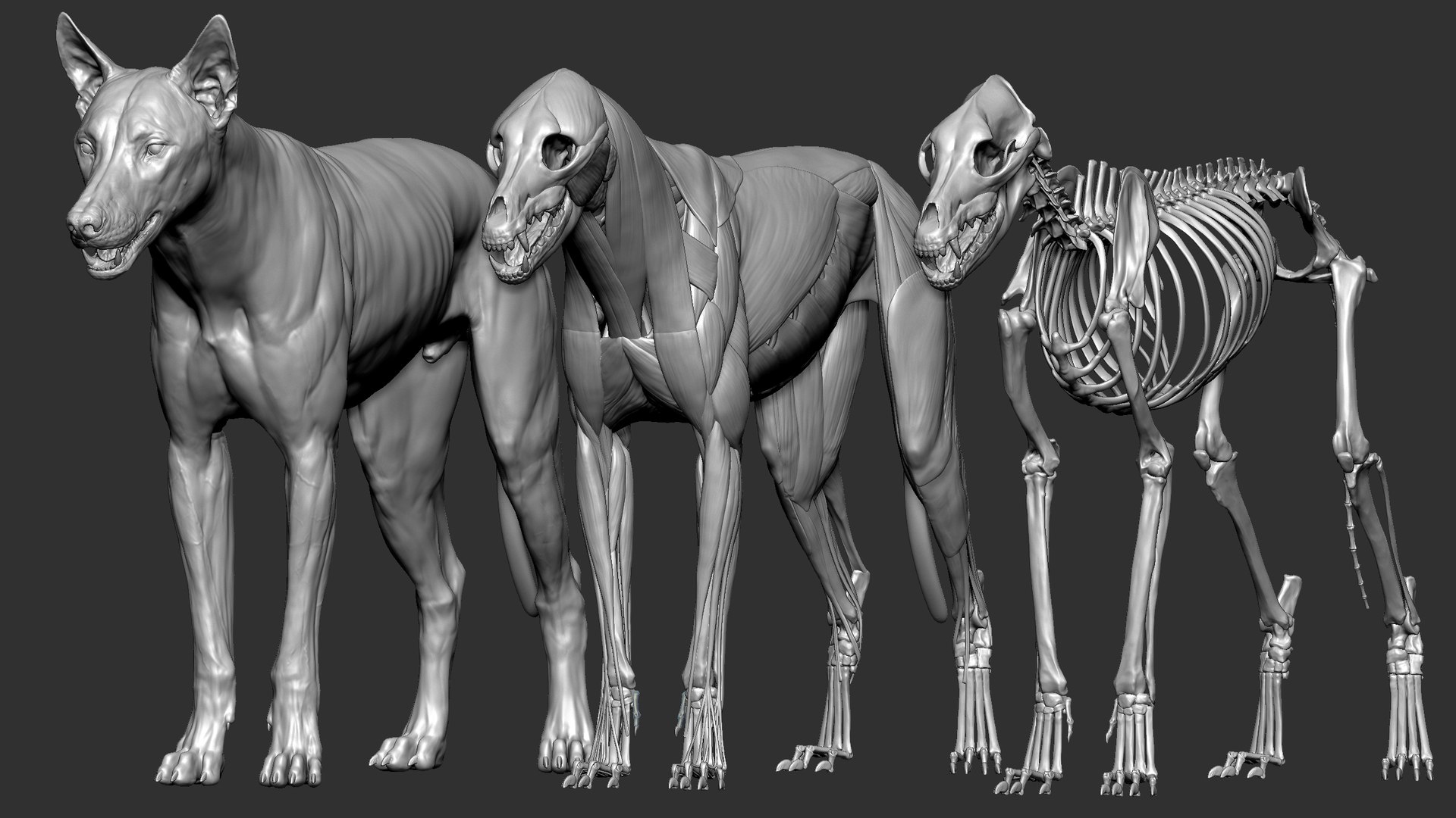 Wolf VFX MUSCLE SIMulation 3D - TurboSquid 1909037