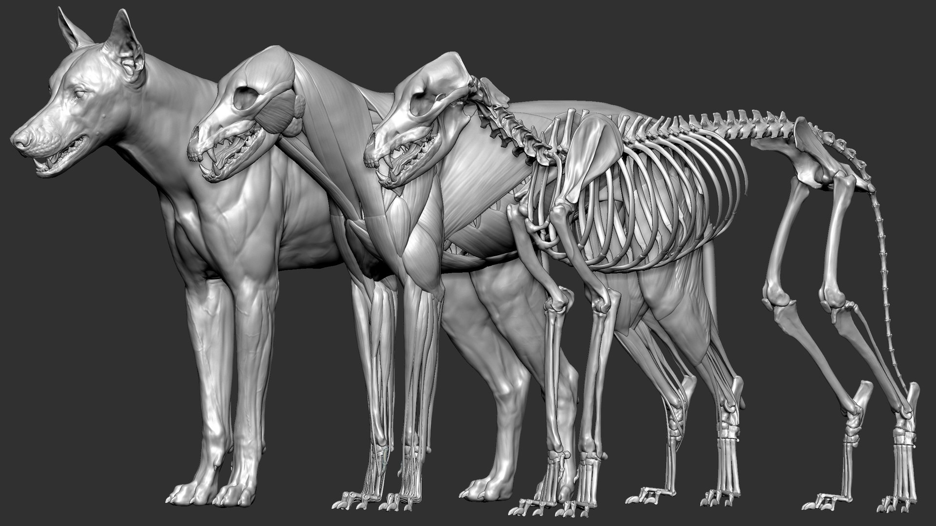 Wolf VFX MUSCLE SIMulation 3D - TurboSquid 1909037