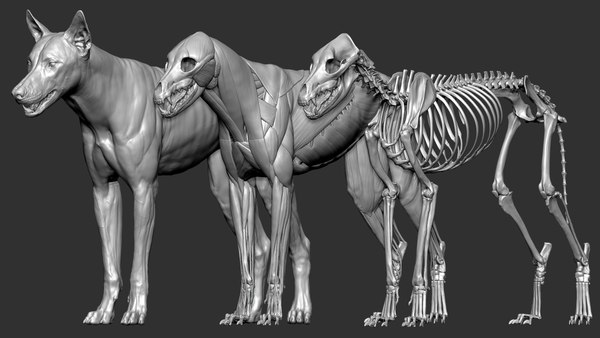 Wolf VFX MUSCLE SIMulation 3D - TurboSquid 1909037