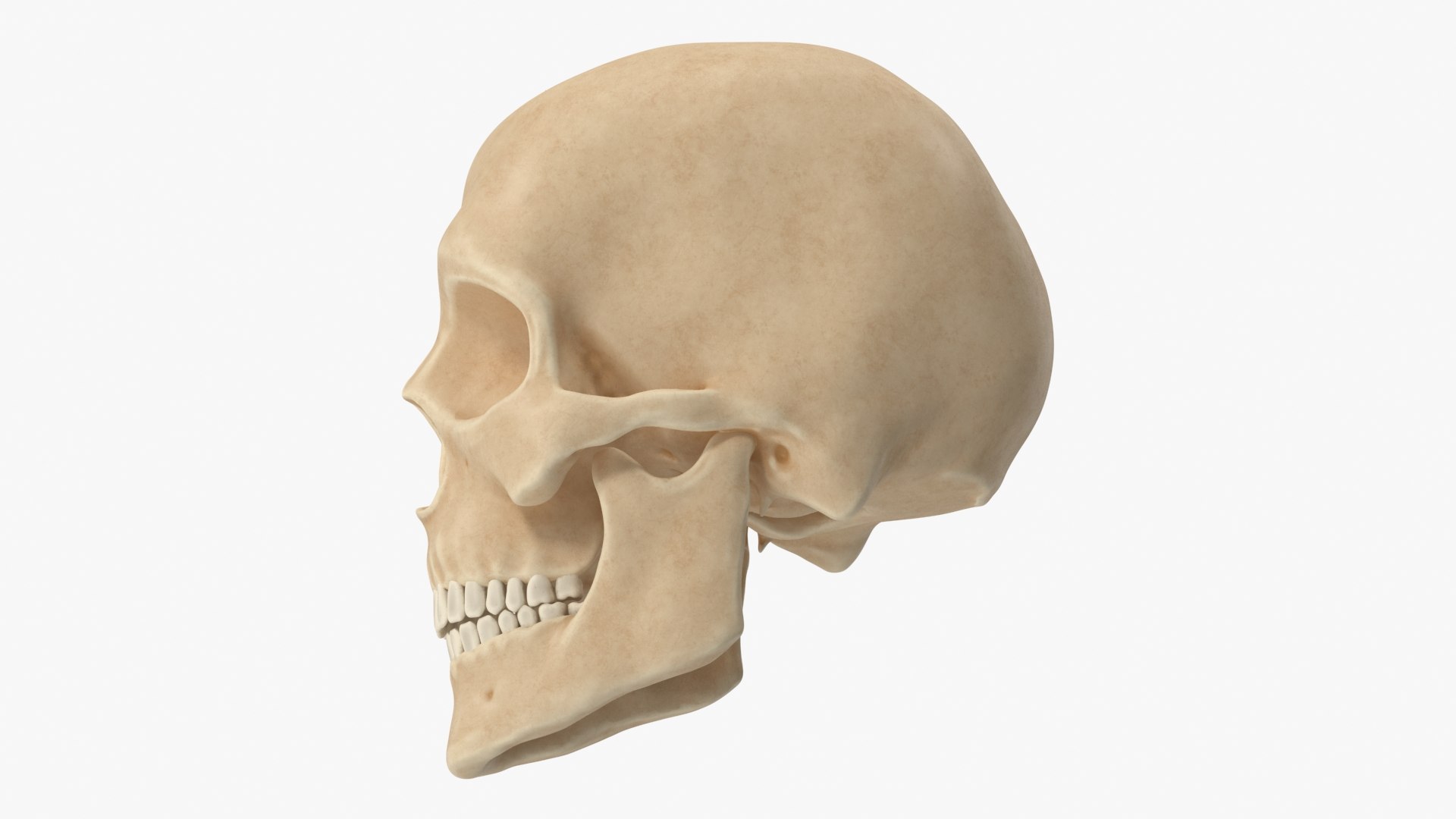 Skull Bone Head Model - TurboSquid 1518694