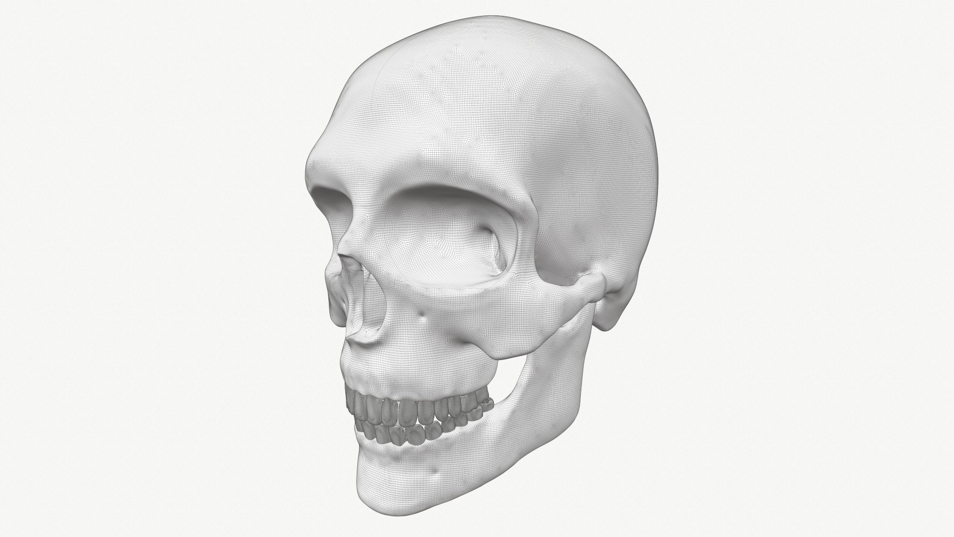 Skull Bone Head Model - TurboSquid 1518694