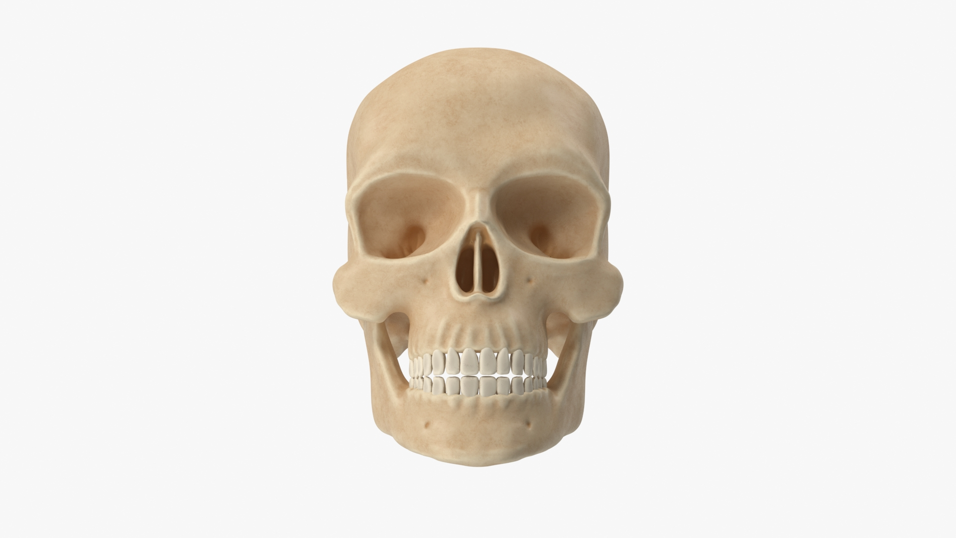 Skull Bone Head Model - TurboSquid 1518694