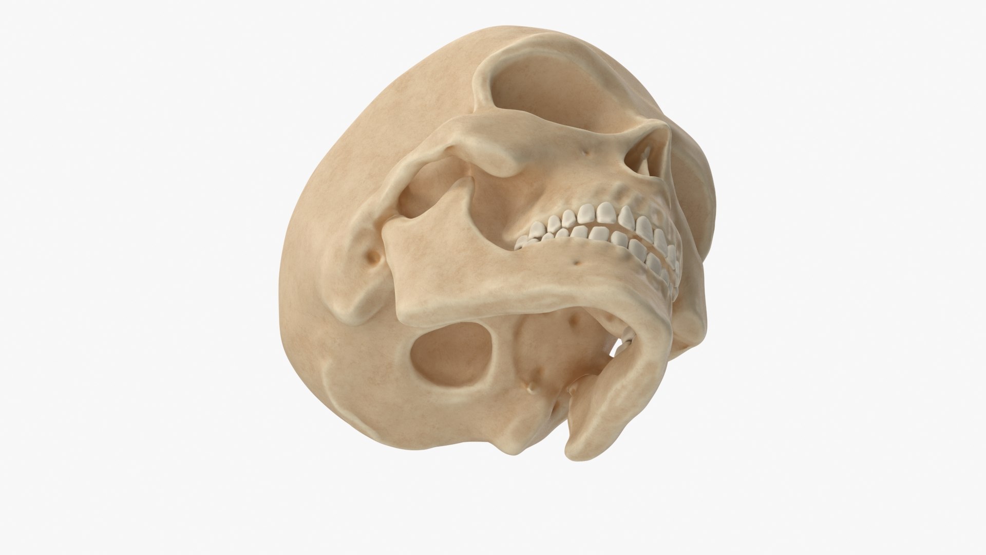 Skull Bone Head Model - TurboSquid 1518694