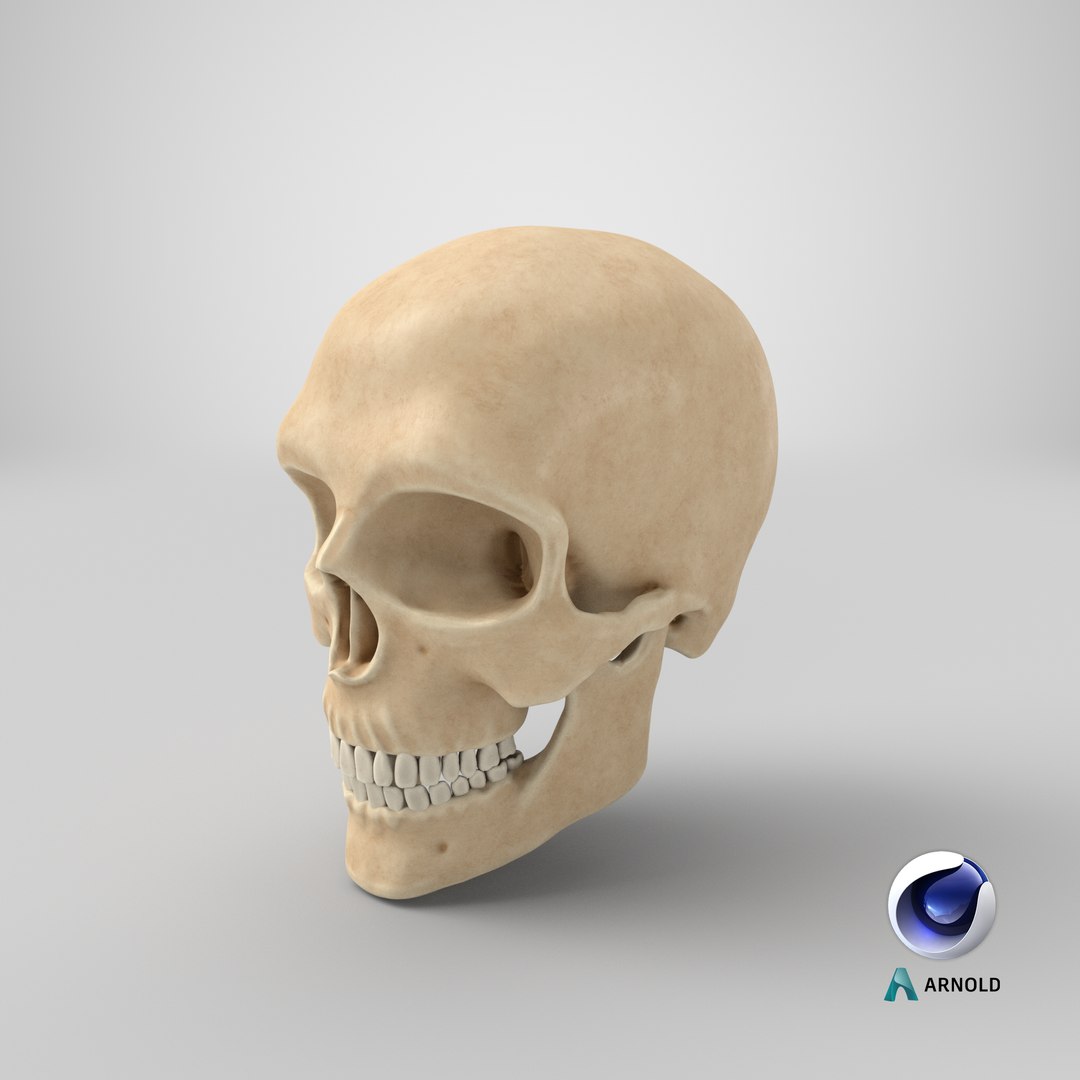 Skull Bone Head Model - TurboSquid 1518694