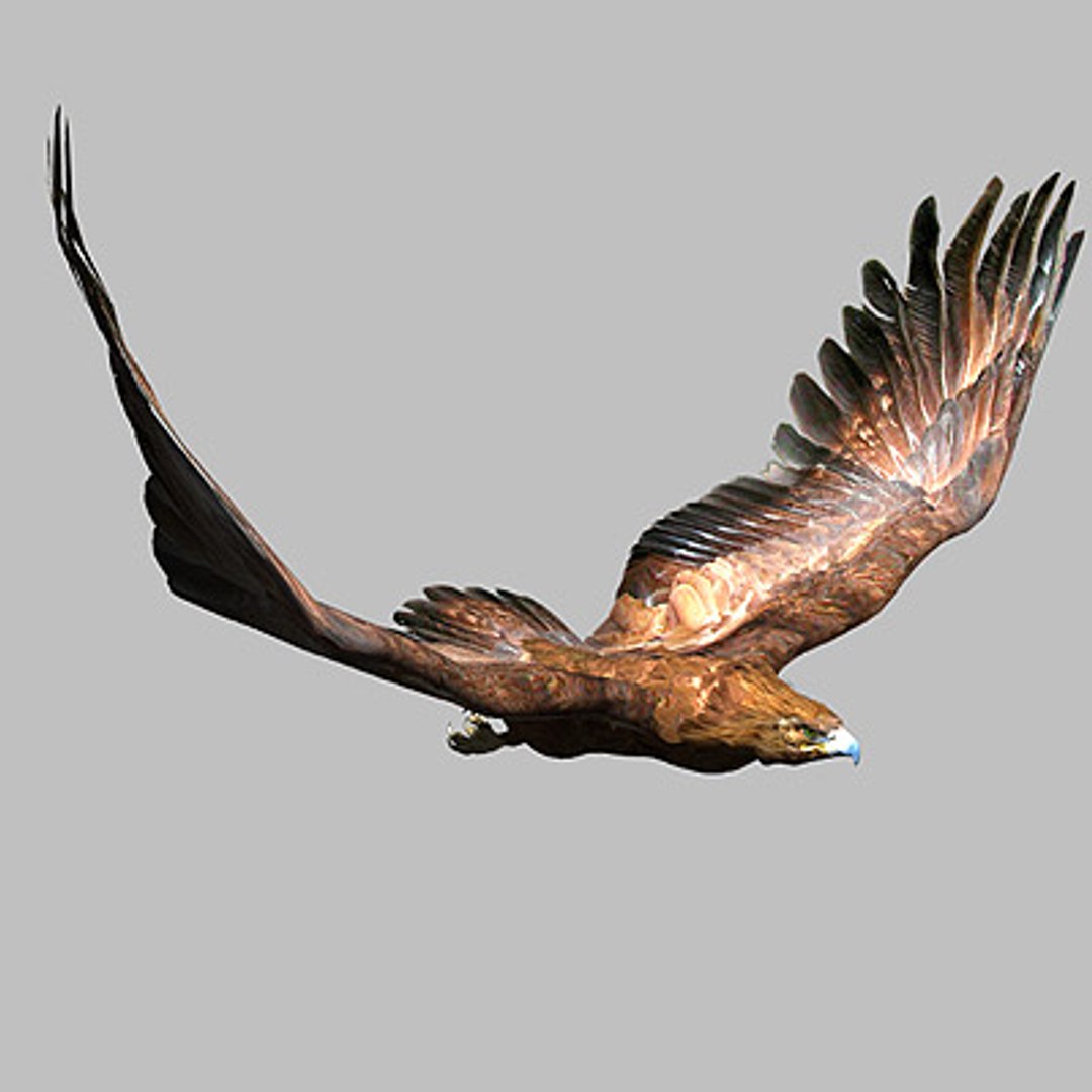 Golden Eagle 3d Model