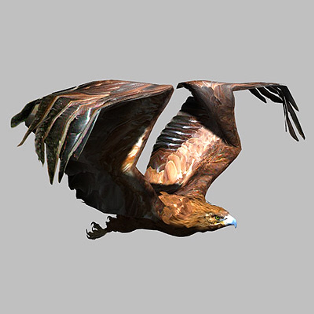 Golden Eagle 3d Model