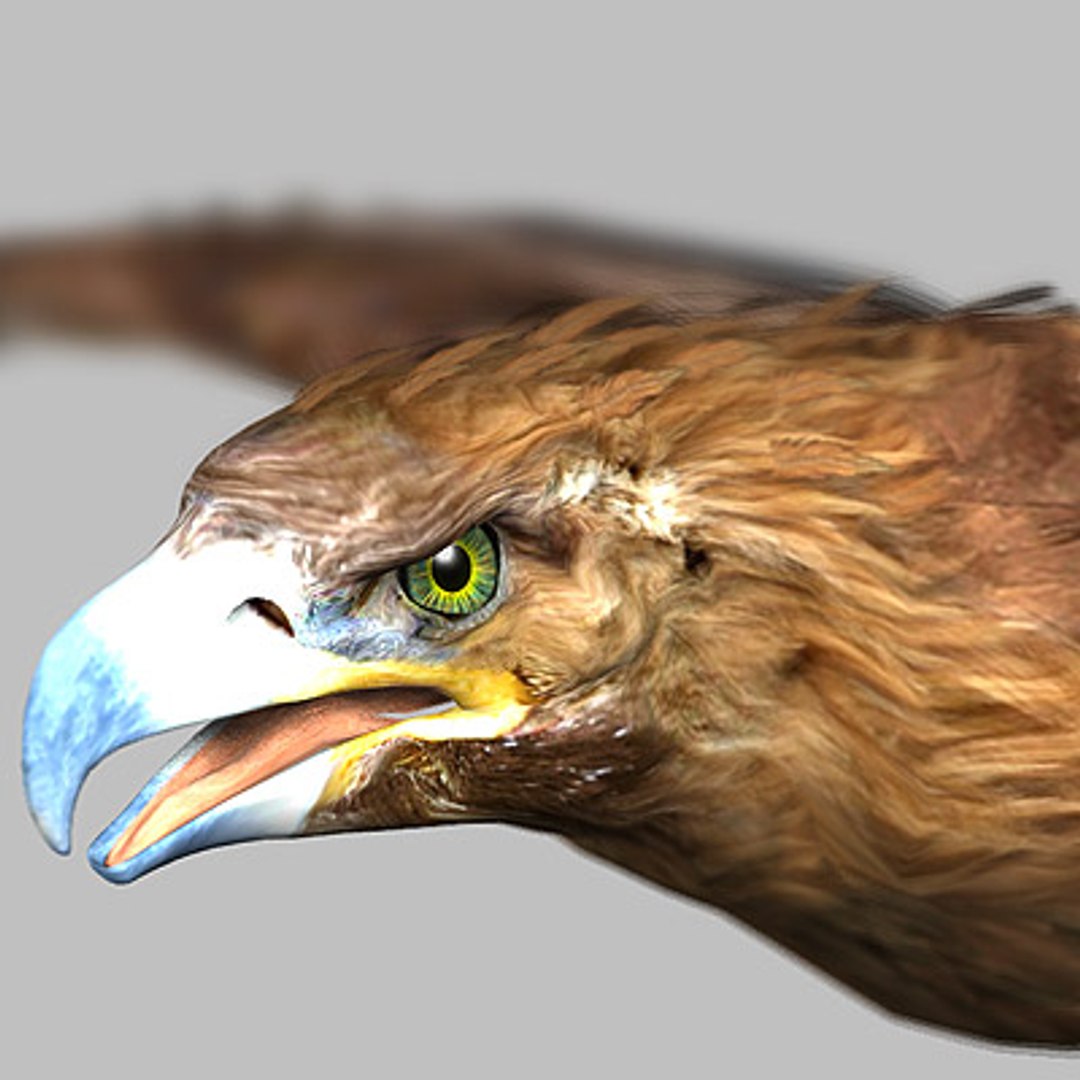 Golden Eagle 3d Model