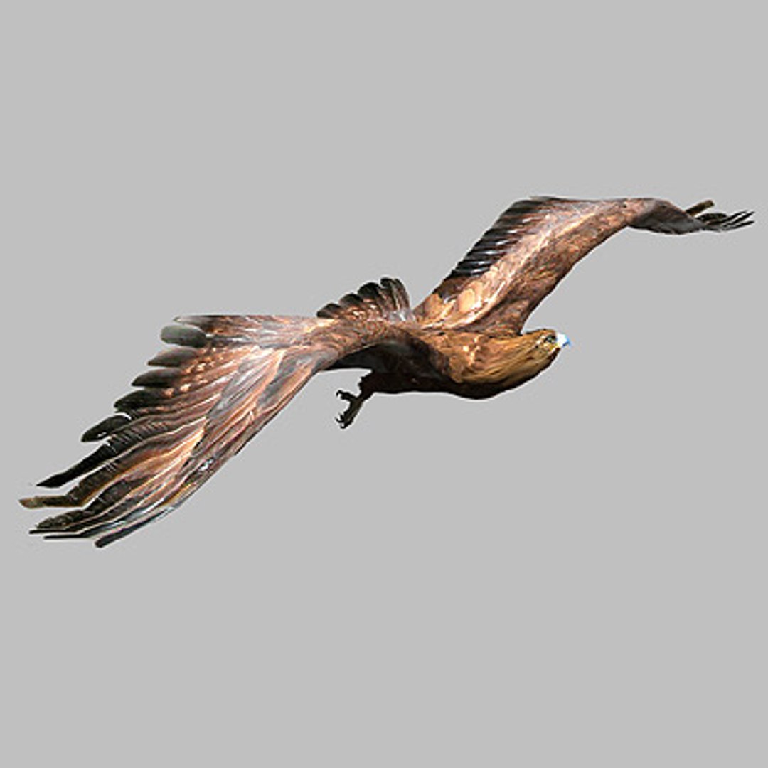 Golden Eagle 3d Model