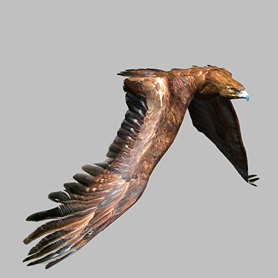Golden Eagle 3d Model