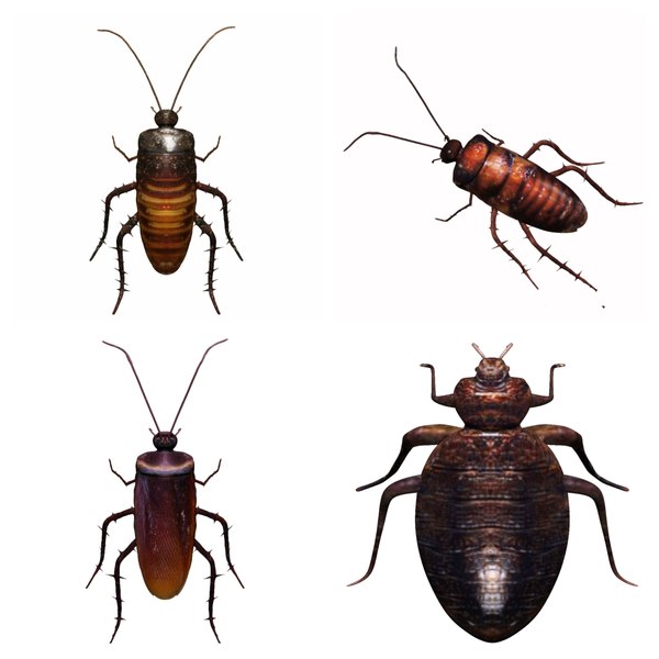 Cockroach STL Models for Download | TurboSquid