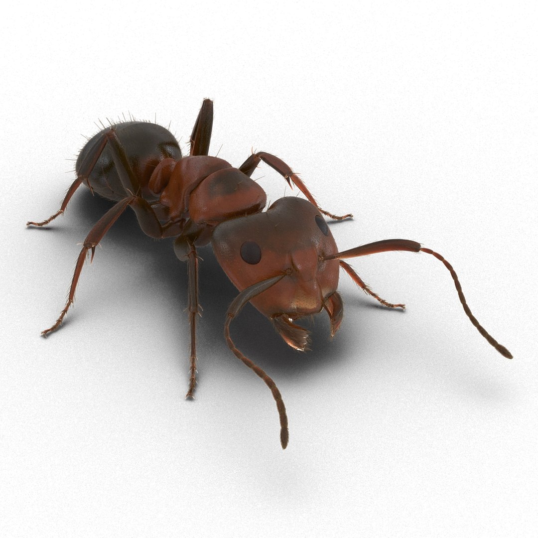 Red Ant Fur Pose 3d Model