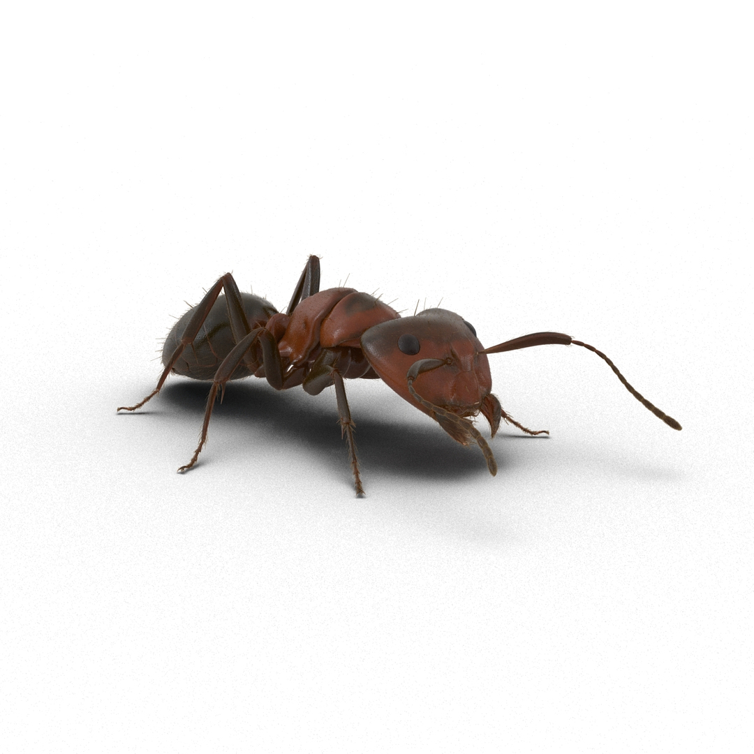 Red Ant Fur Pose 3d Model