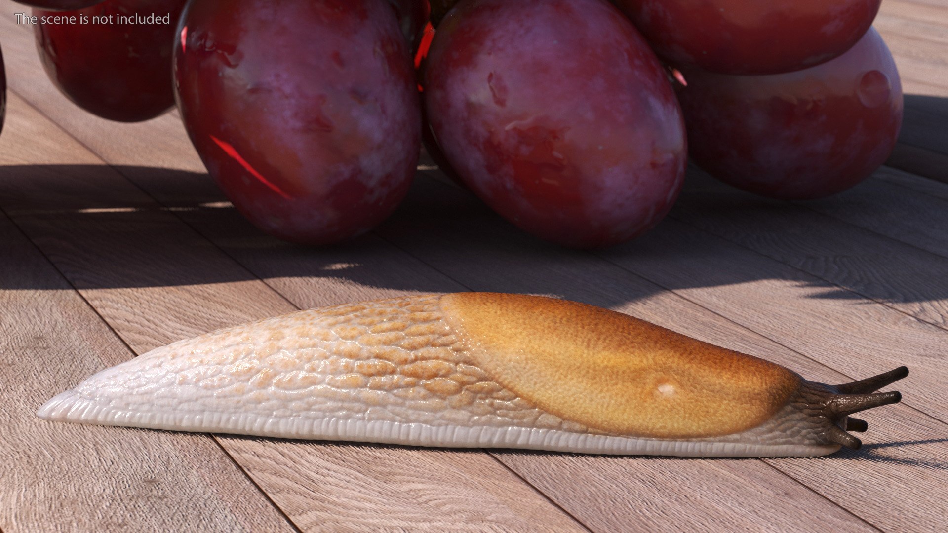 Spanish Slug 3D Model - TurboSquid 2016118