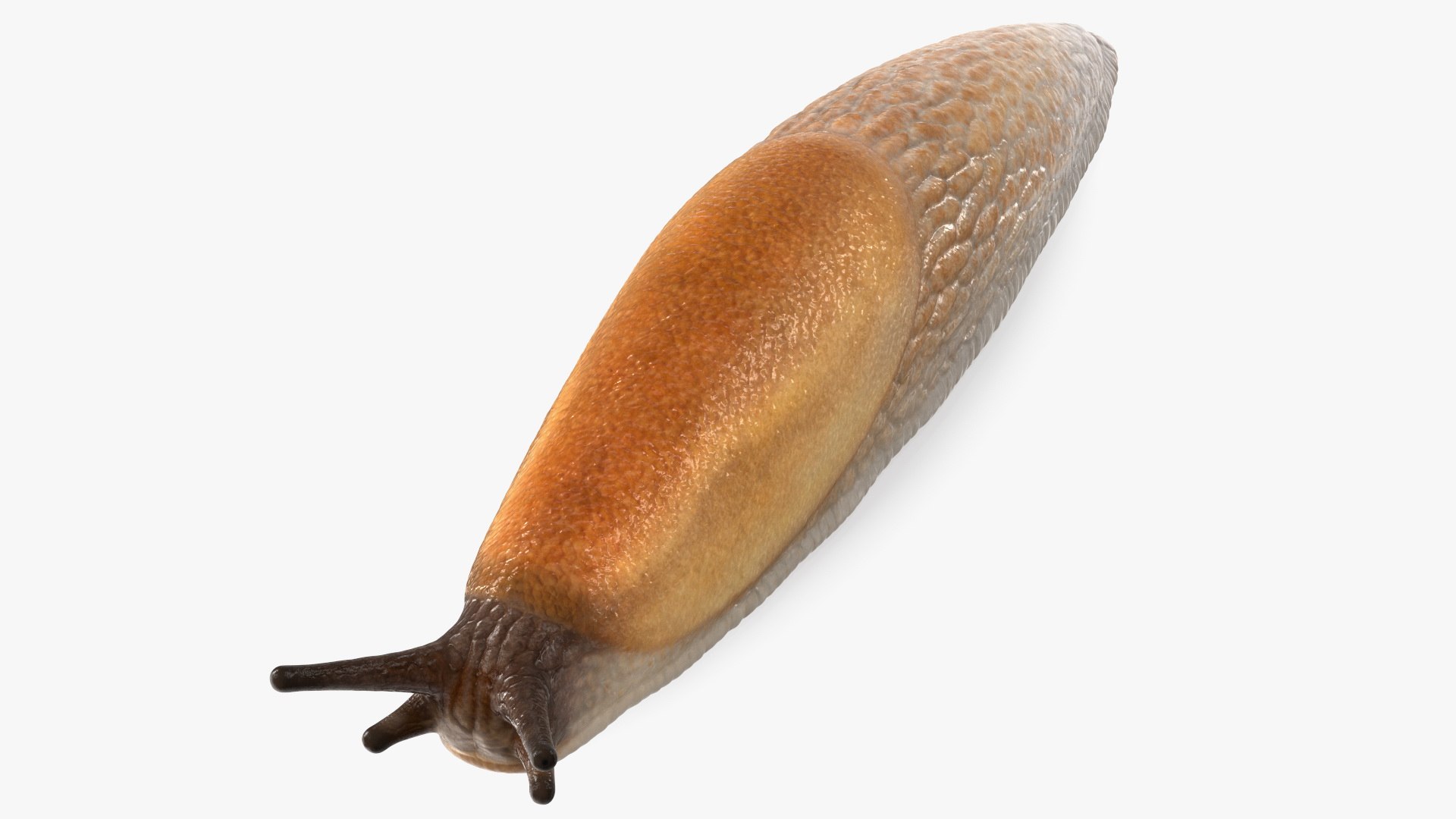 Spanish Slug 3D Model - TurboSquid 2016118