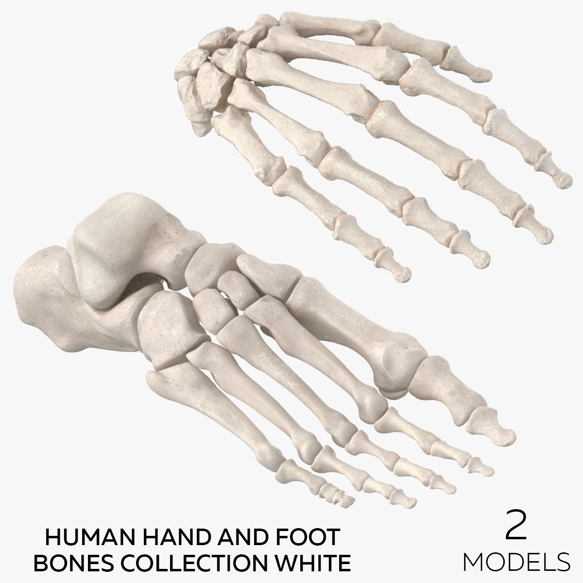 3D model Human Hand and Foot Bones Collection White - 2 models ...