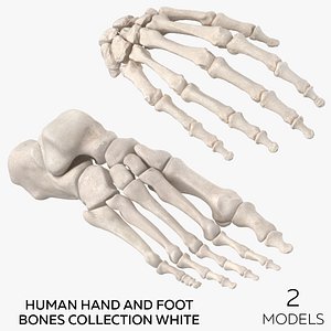 Bone 3D Models for Download | TurboSquid
