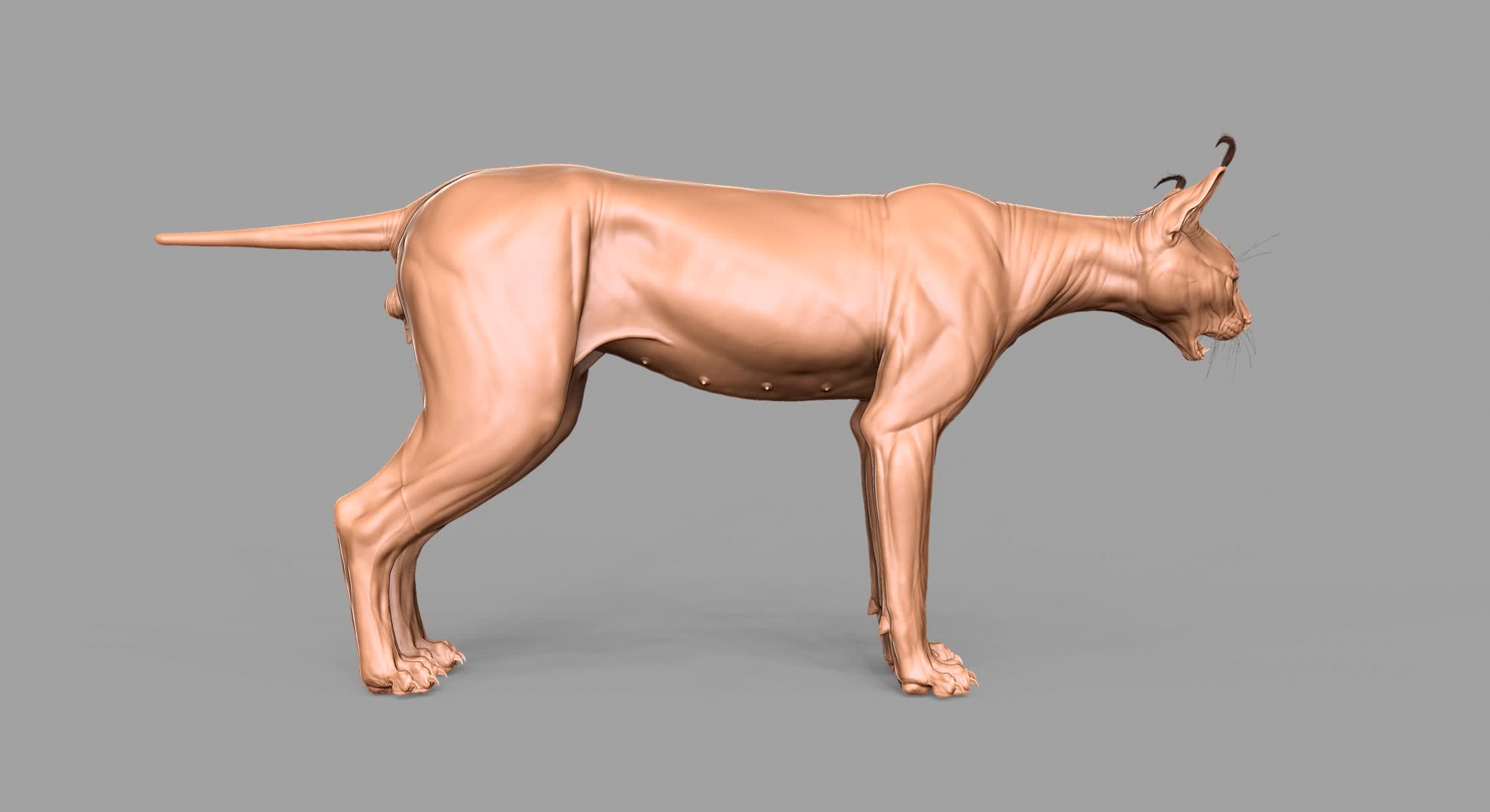 Fully Detailed Caracal Cat Zbrush Sculpt 3D model - TurboSquid 1846595