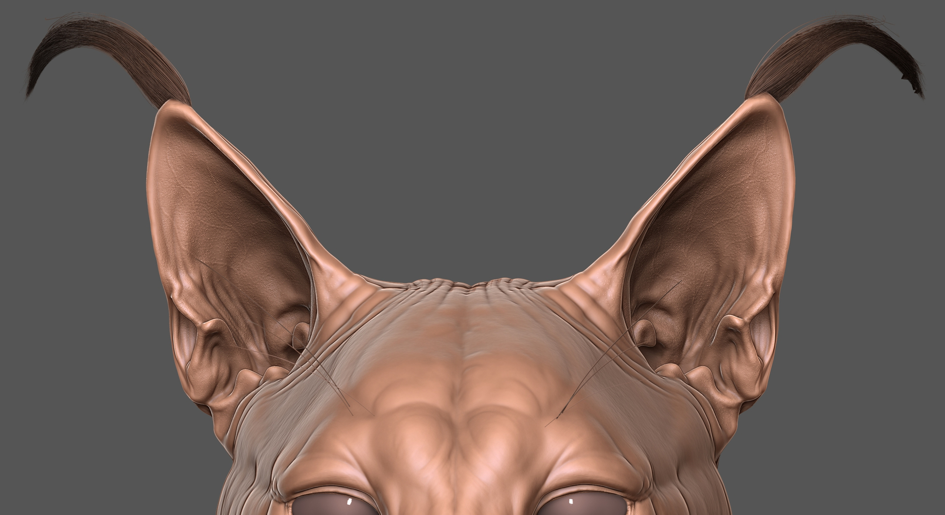 Fully Detailed Caracal Cat Zbrush Sculpt 3D model - TurboSquid 1846595