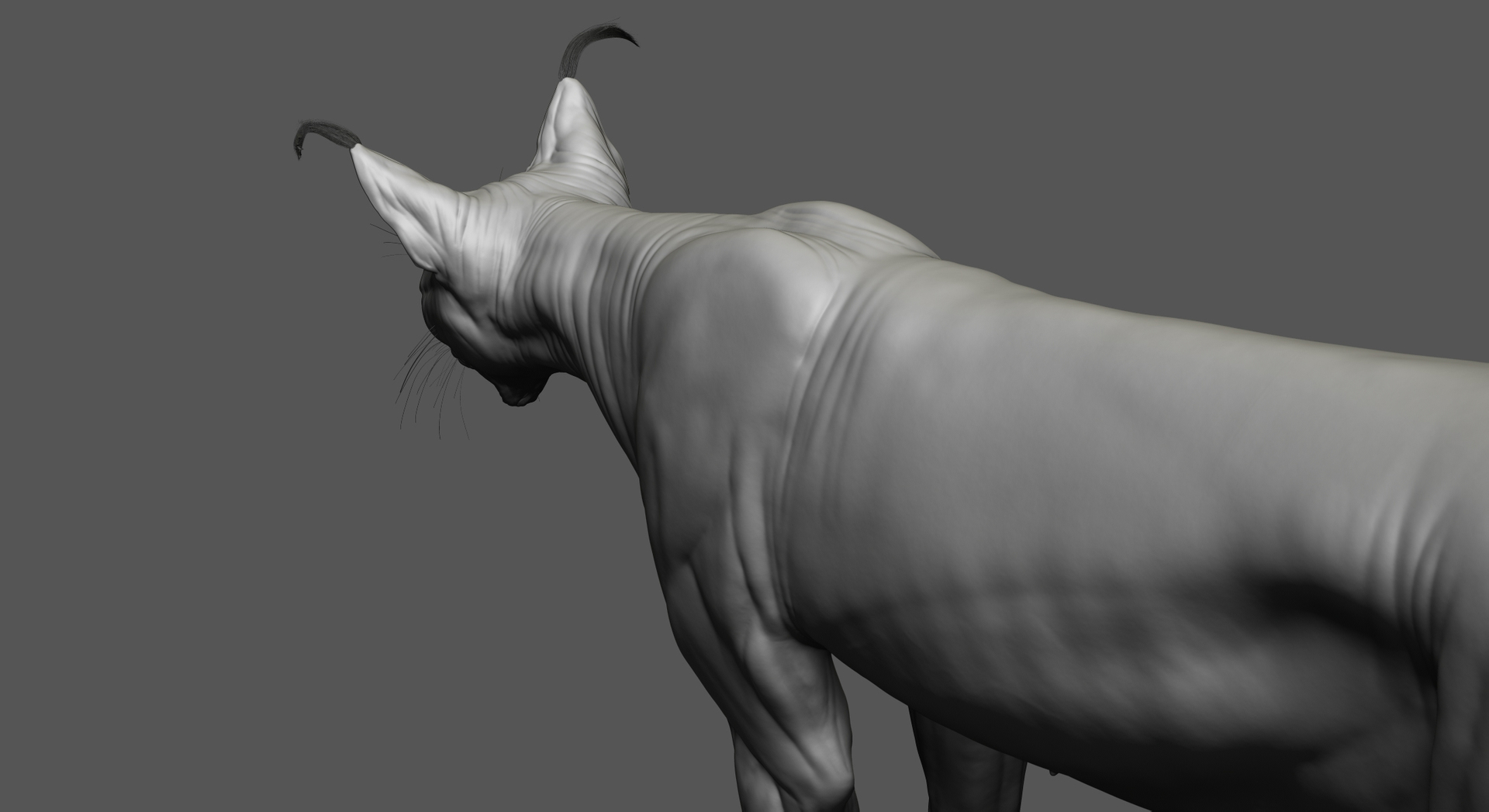 Fully Detailed Caracal Cat Zbrush Sculpt 3D model - TurboSquid 1846595