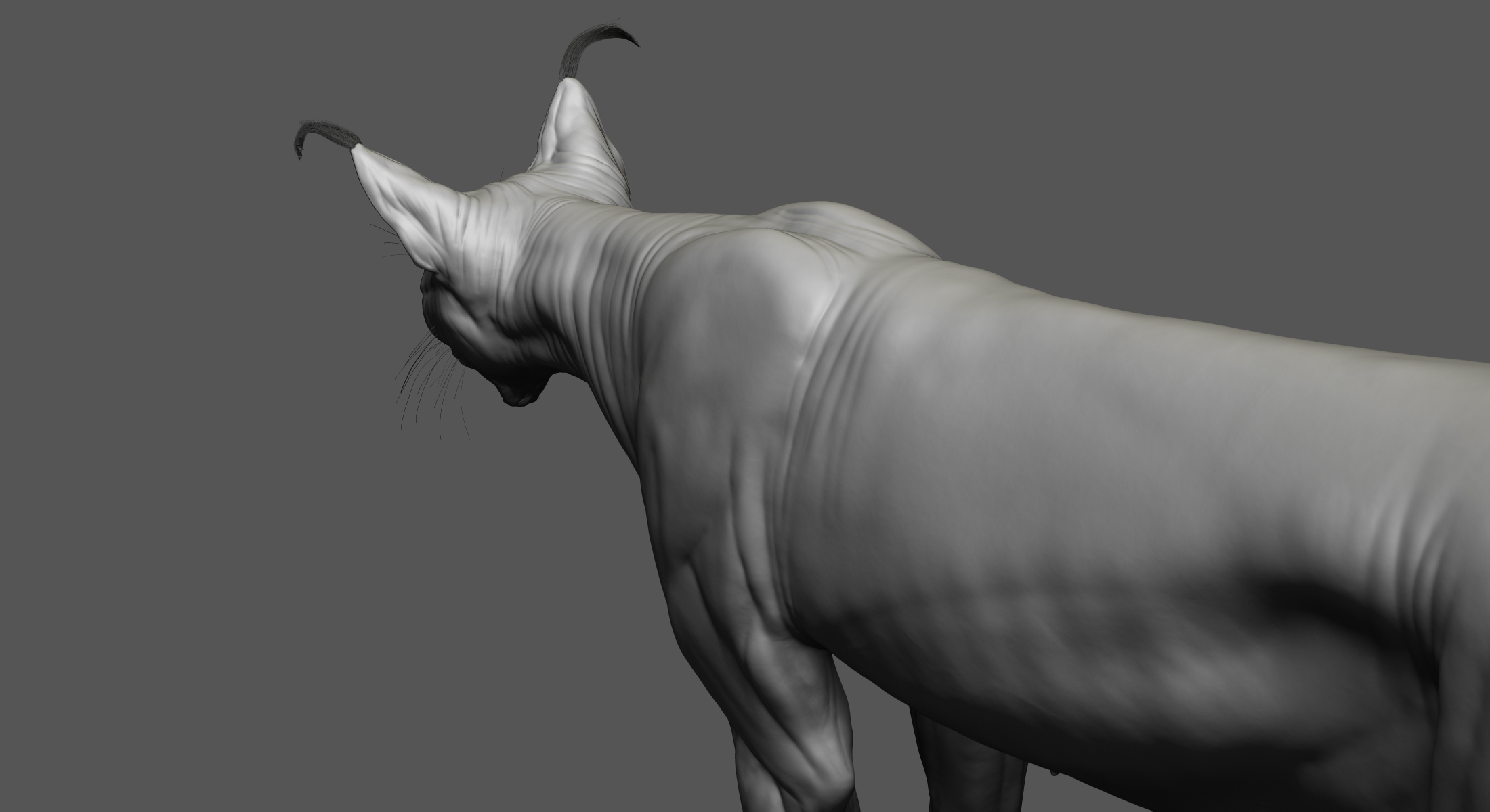 Fully Detailed Caracal Cat Zbrush Sculpt 3D model - TurboSquid 1846595