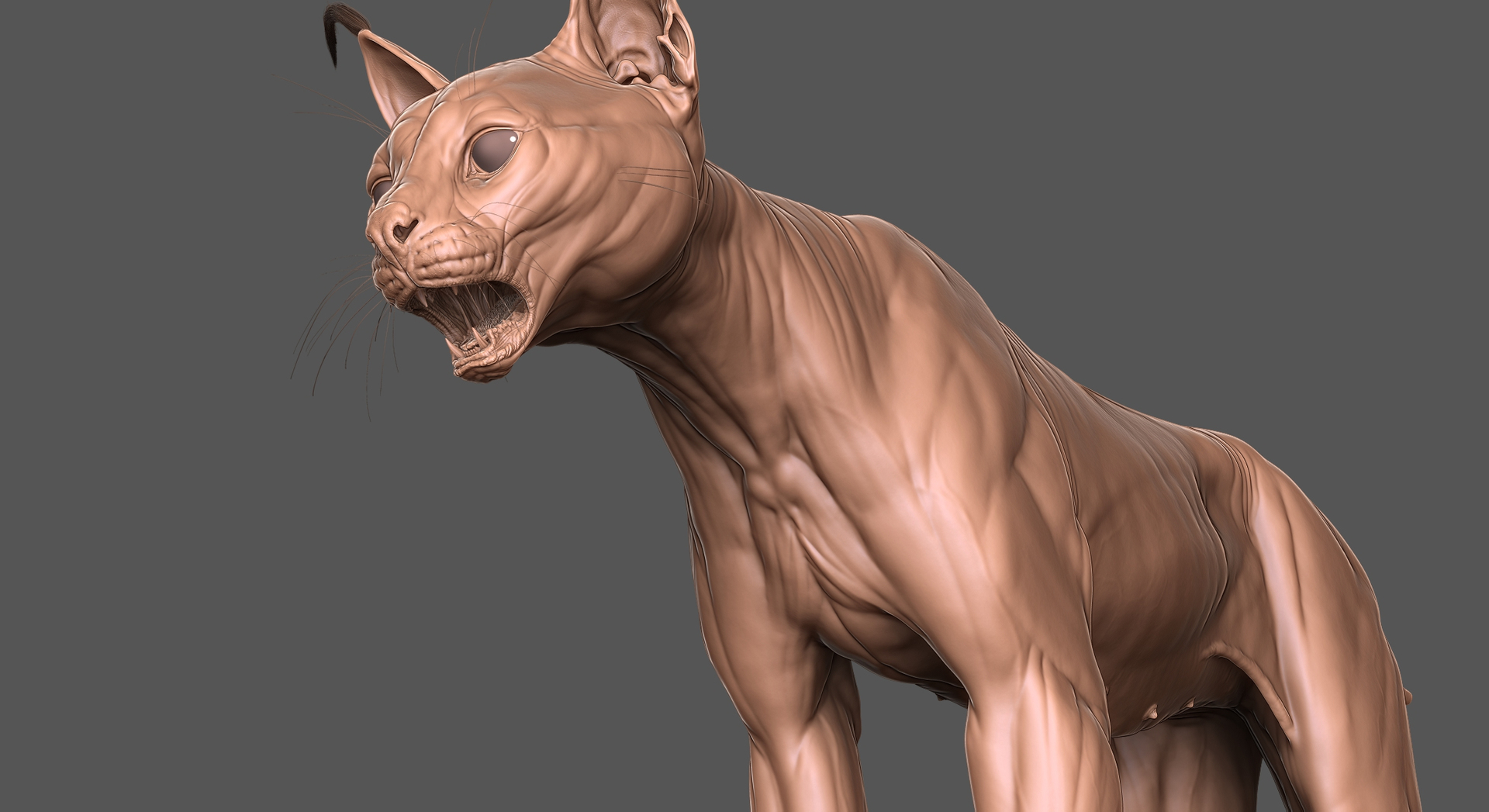 Fully Detailed Caracal Cat Zbrush Sculpt 3D model - TurboSquid 1846595