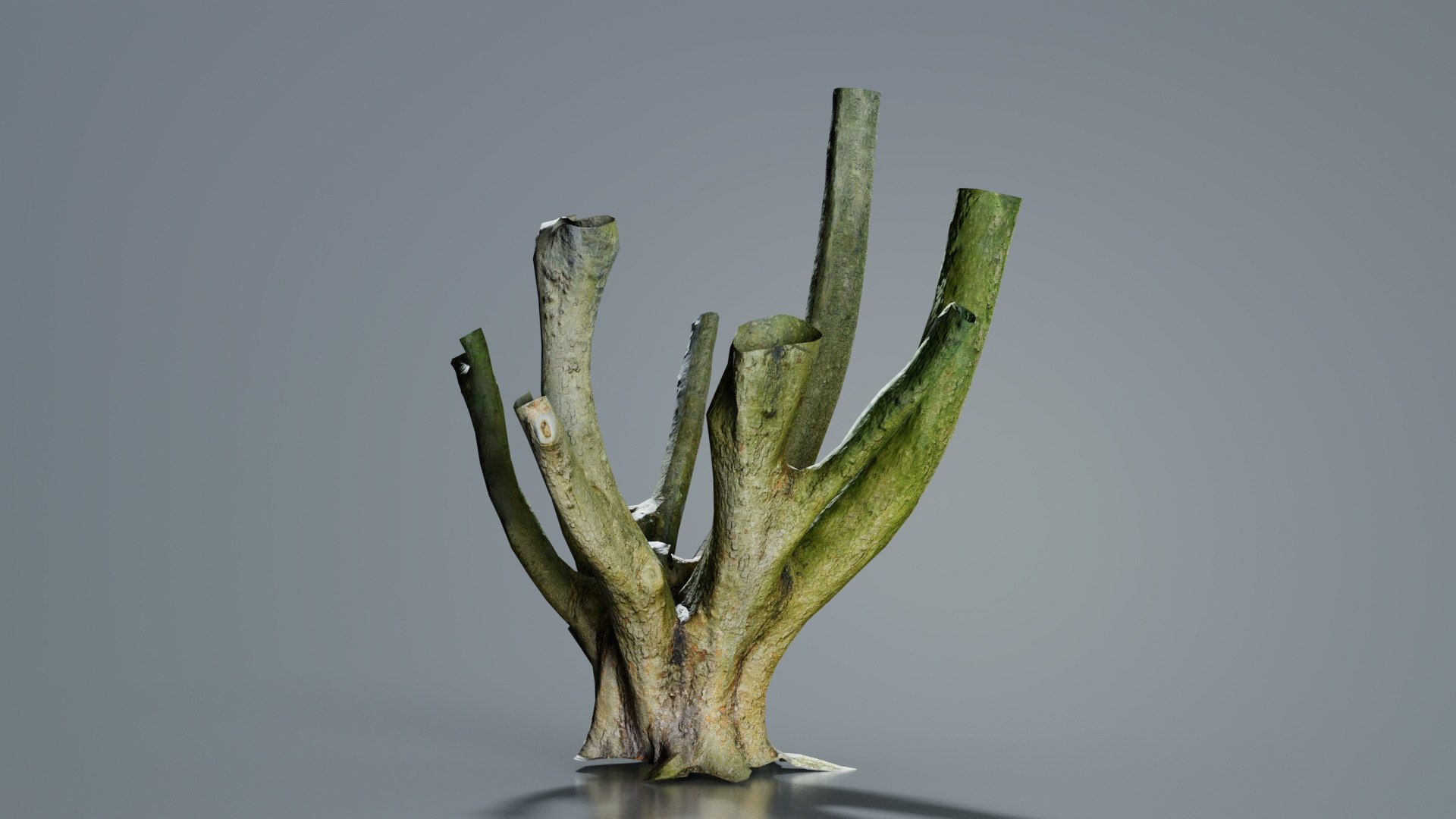 Wide Base With Offshoots Tree Trunk Remastered Model - TurboSquid 2363184