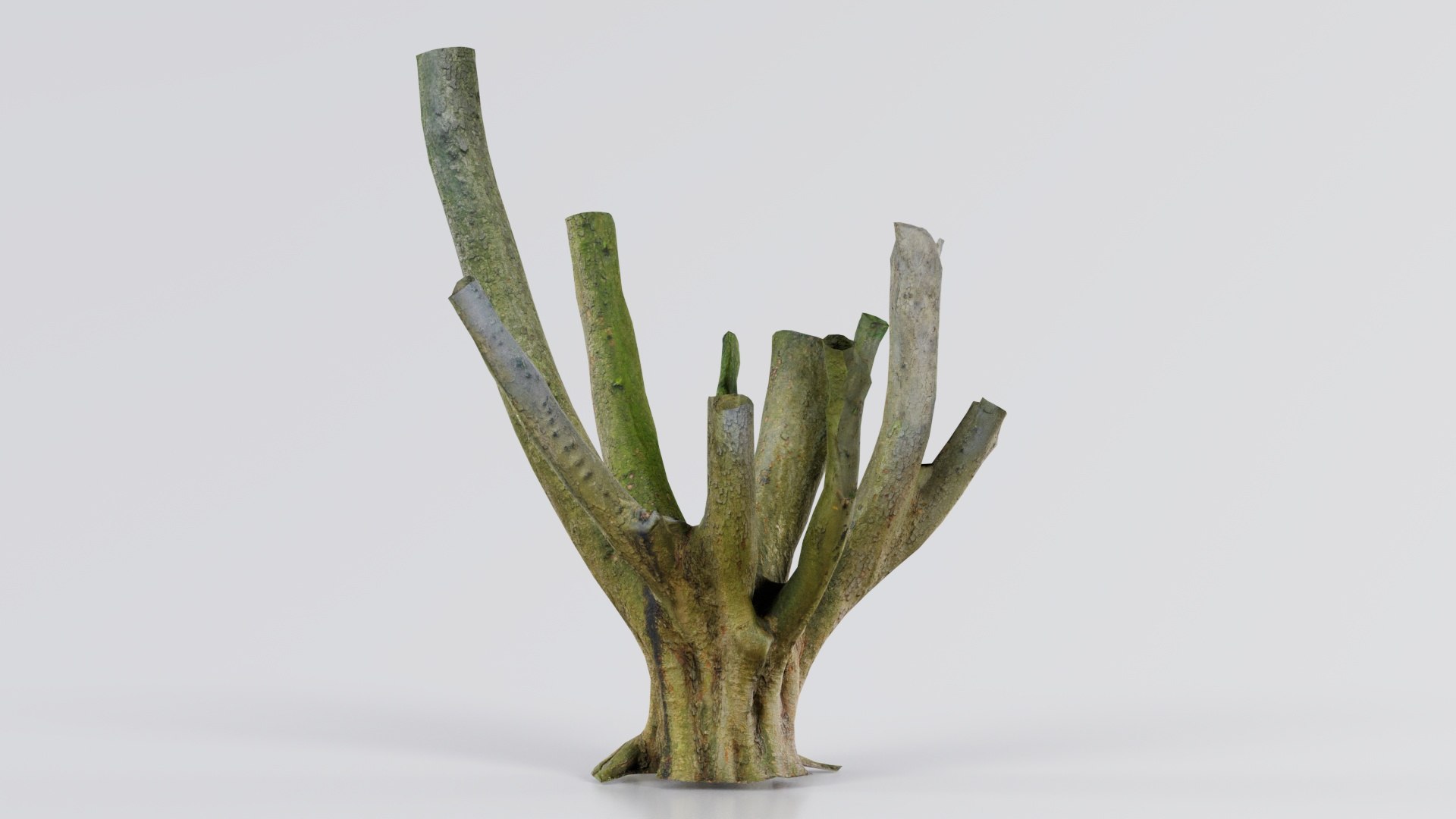 Wide Base With Offshoots Tree Trunk Remastered Model - TurboSquid 2363184