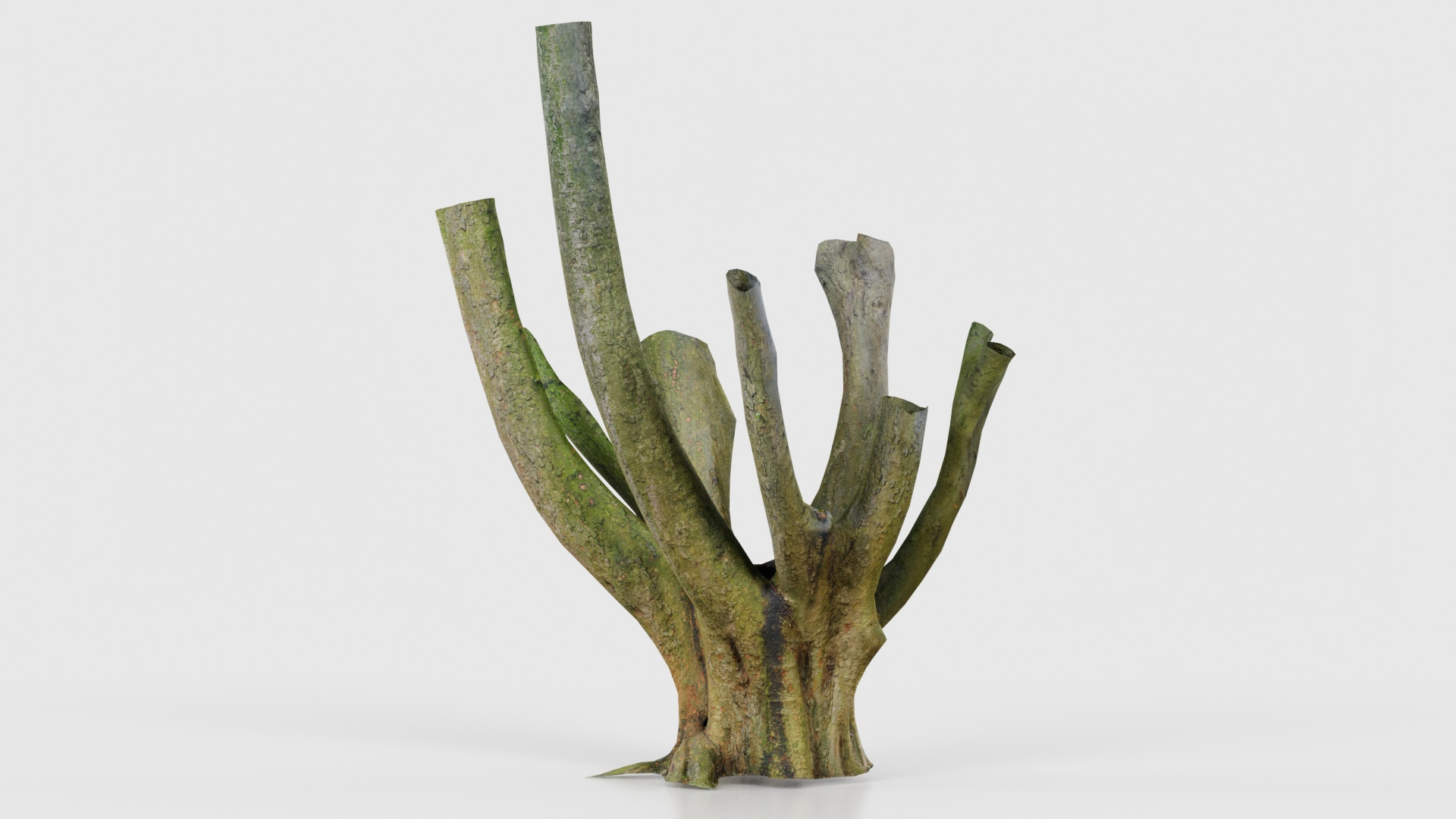 Wide Base With Offshoots Tree Trunk Remastered Model - TurboSquid 2363184