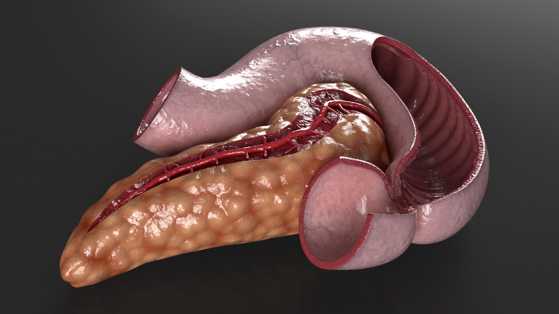 Human Pancreas Cut 3D Model - TurboSquid 2252242