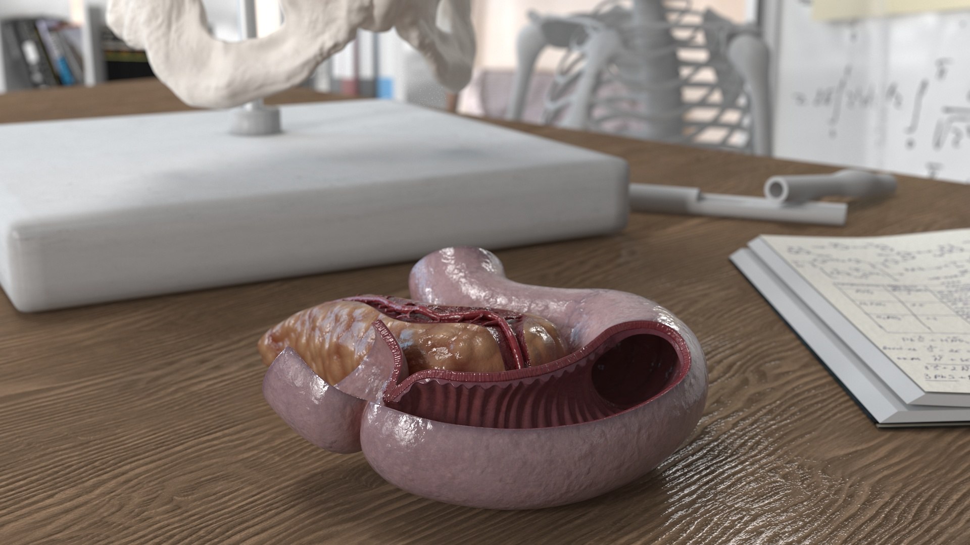 Human Pancreas Cut 3D Model - TurboSquid 2252242