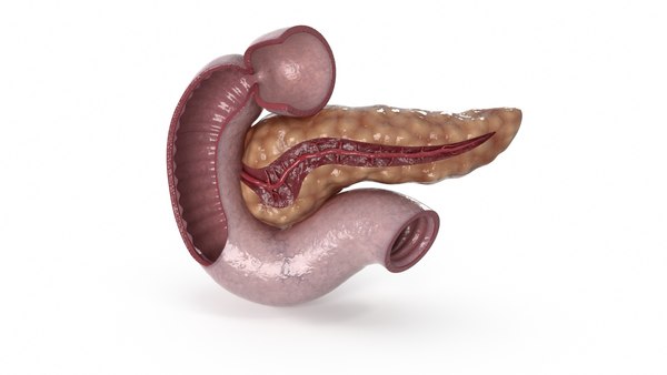 modelo 3d Corte de páncreas humano - TurboSquid 2252242