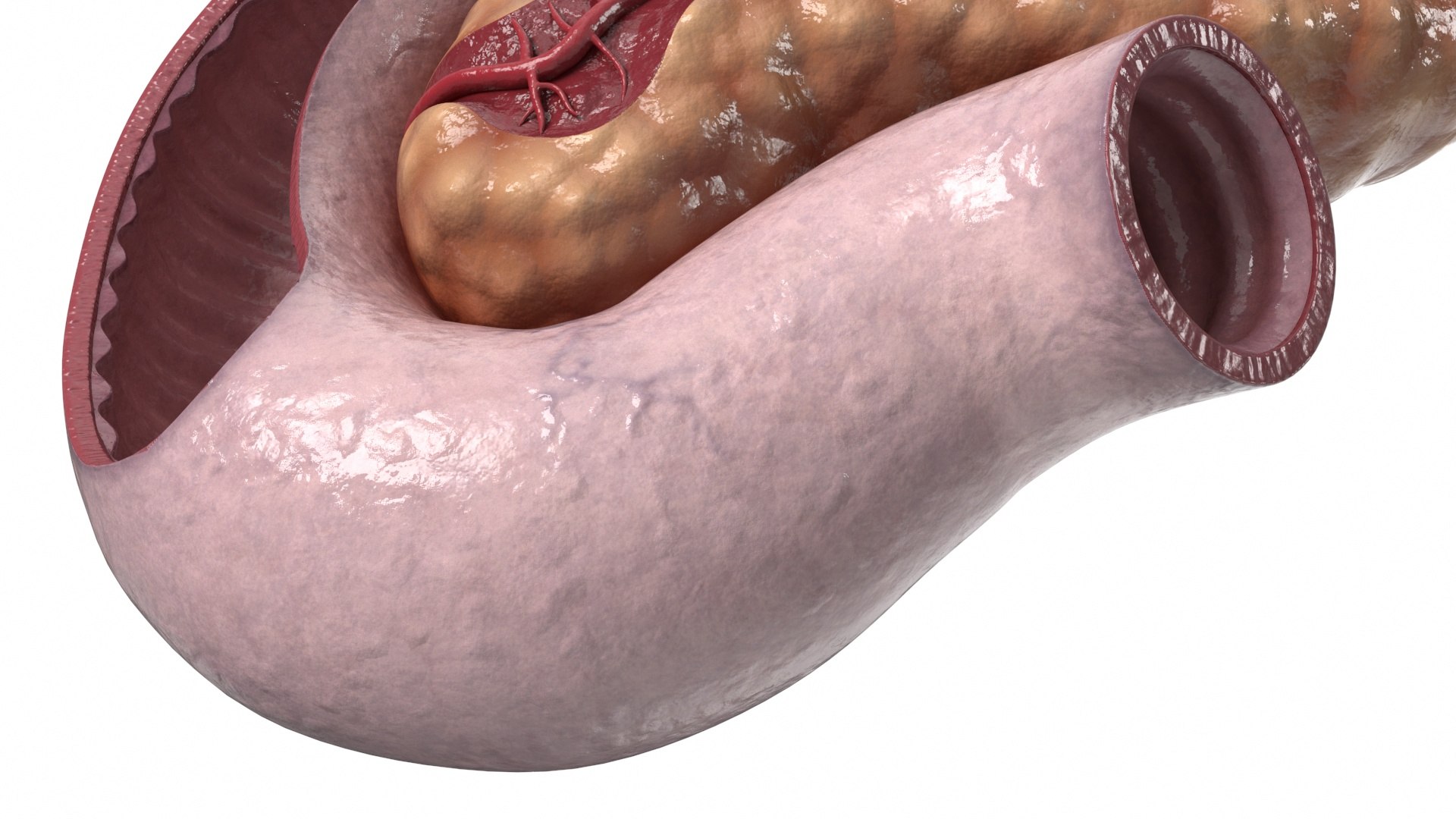 Human Pancreas Cut 3D Model - TurboSquid 2252242