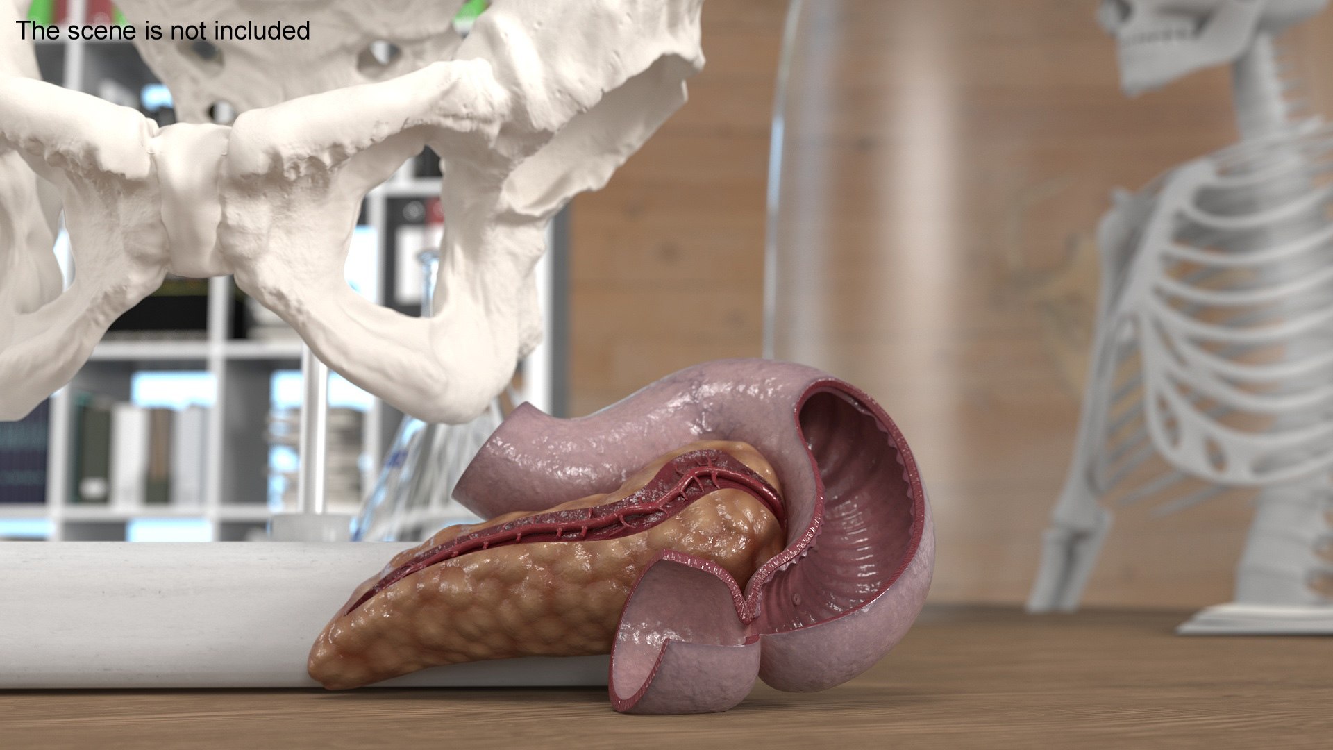 Human Pancreas Cut 3D Model - TurboSquid 2252242