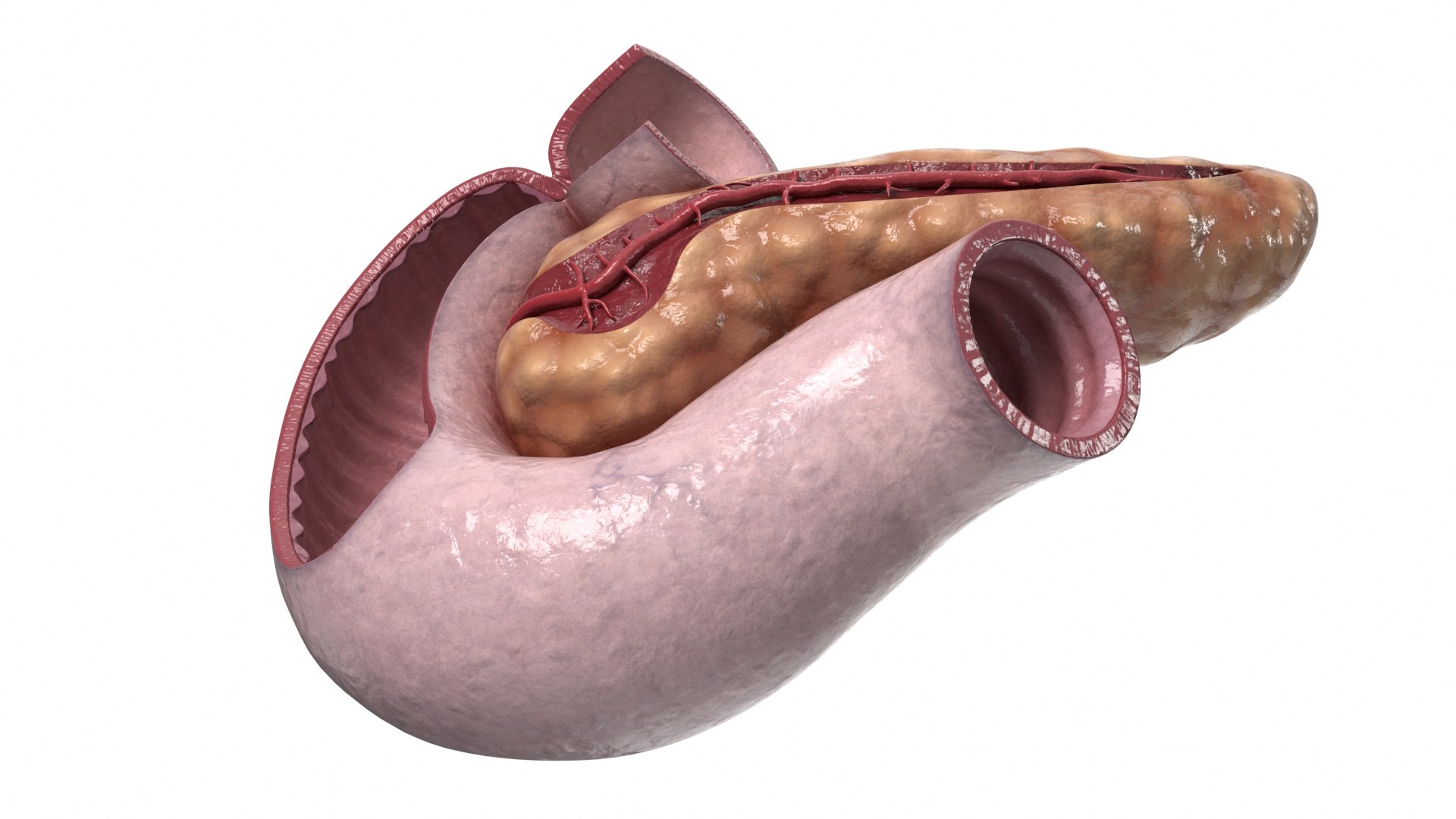 Human Pancreas Cut 3D Model - TurboSquid 2252242