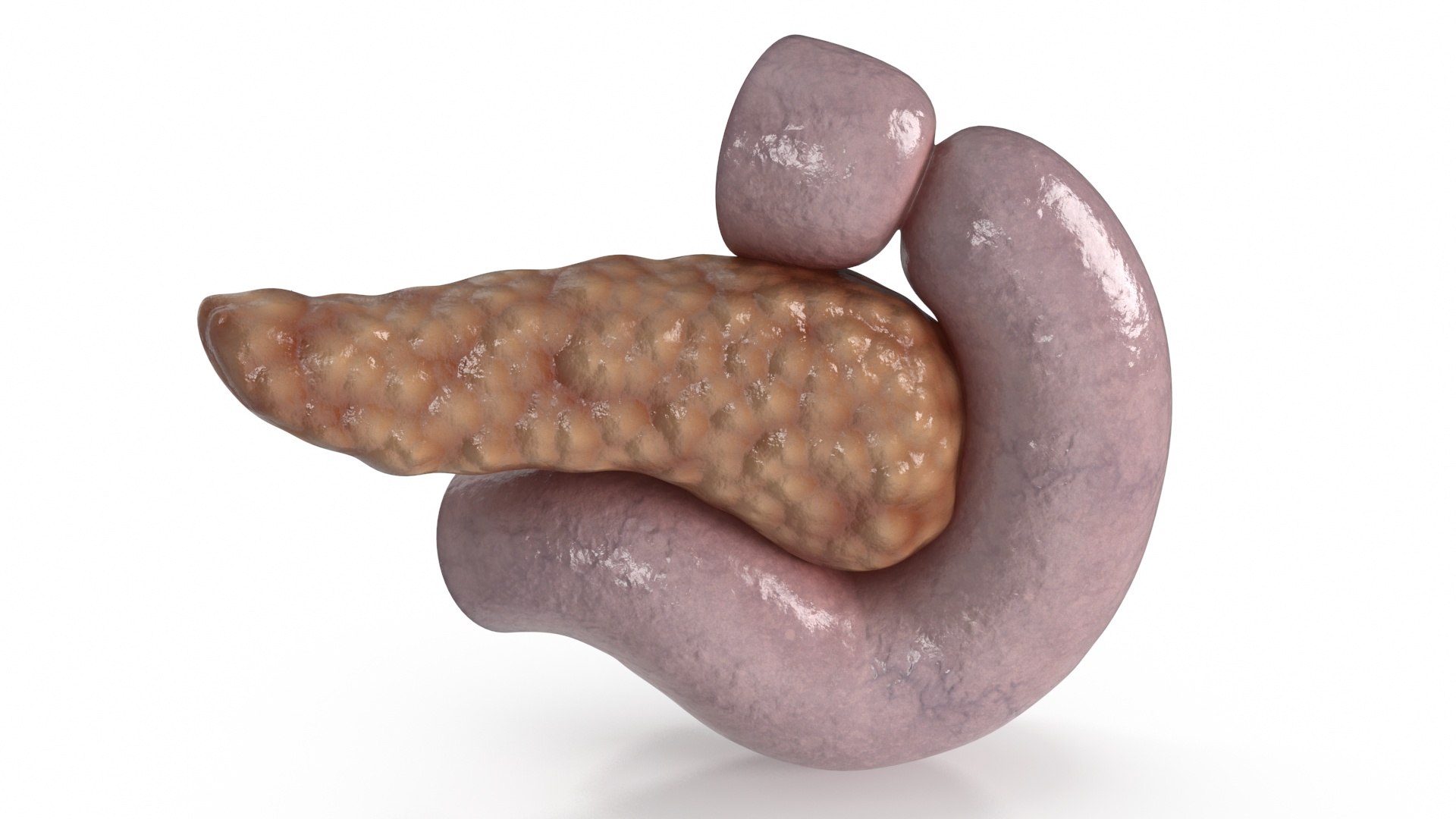 Human Pancreas Cut 3D Model - TurboSquid 2252242