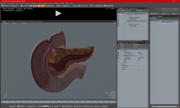 modelo 3d Corte de páncreas humano - TurboSquid 2252242