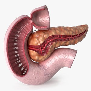 3D Pancreas Models | TurboSquid
