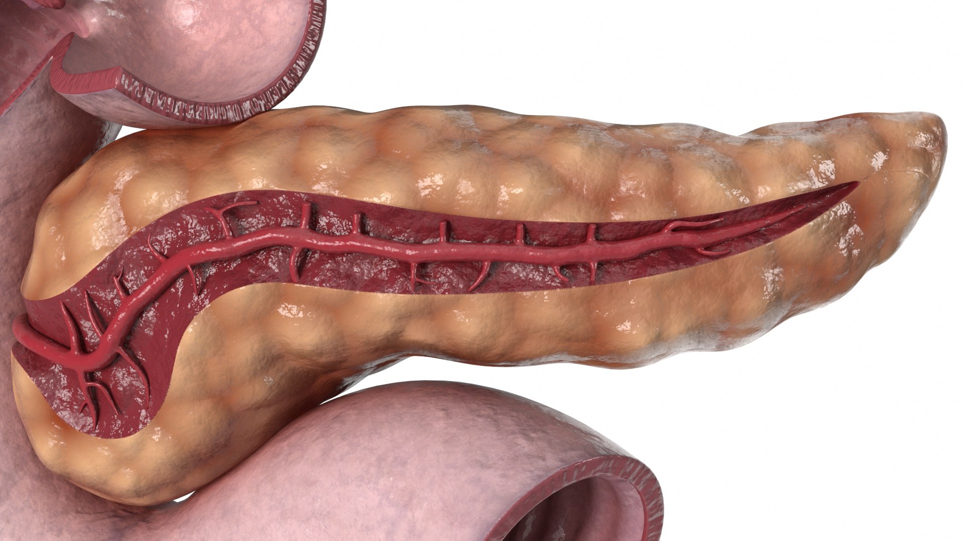 Human Pancreas Cut 3D Model - TurboSquid 2252242